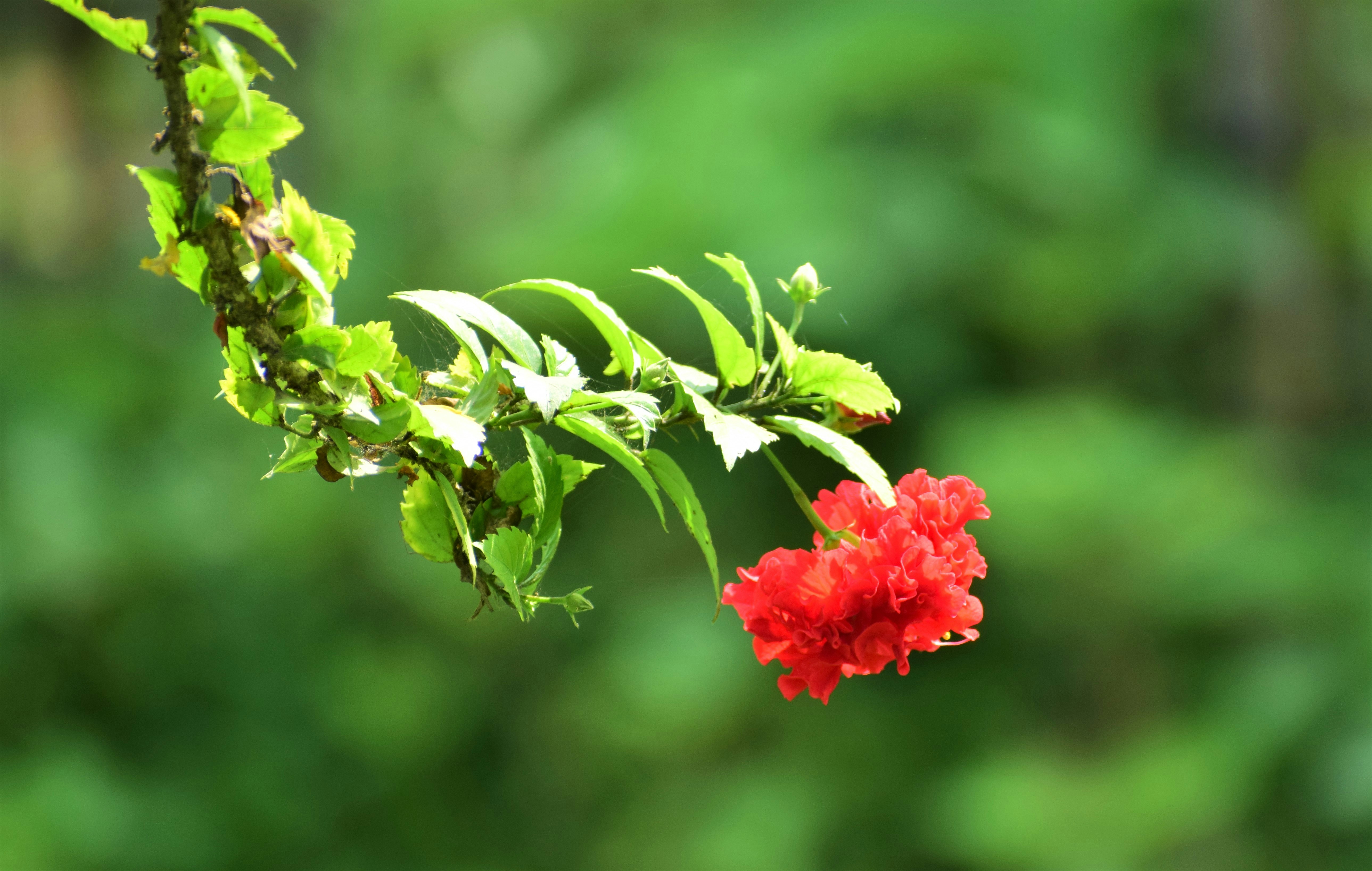 Red Hibiscus on a Green Branch drifting in a Blurred Garden