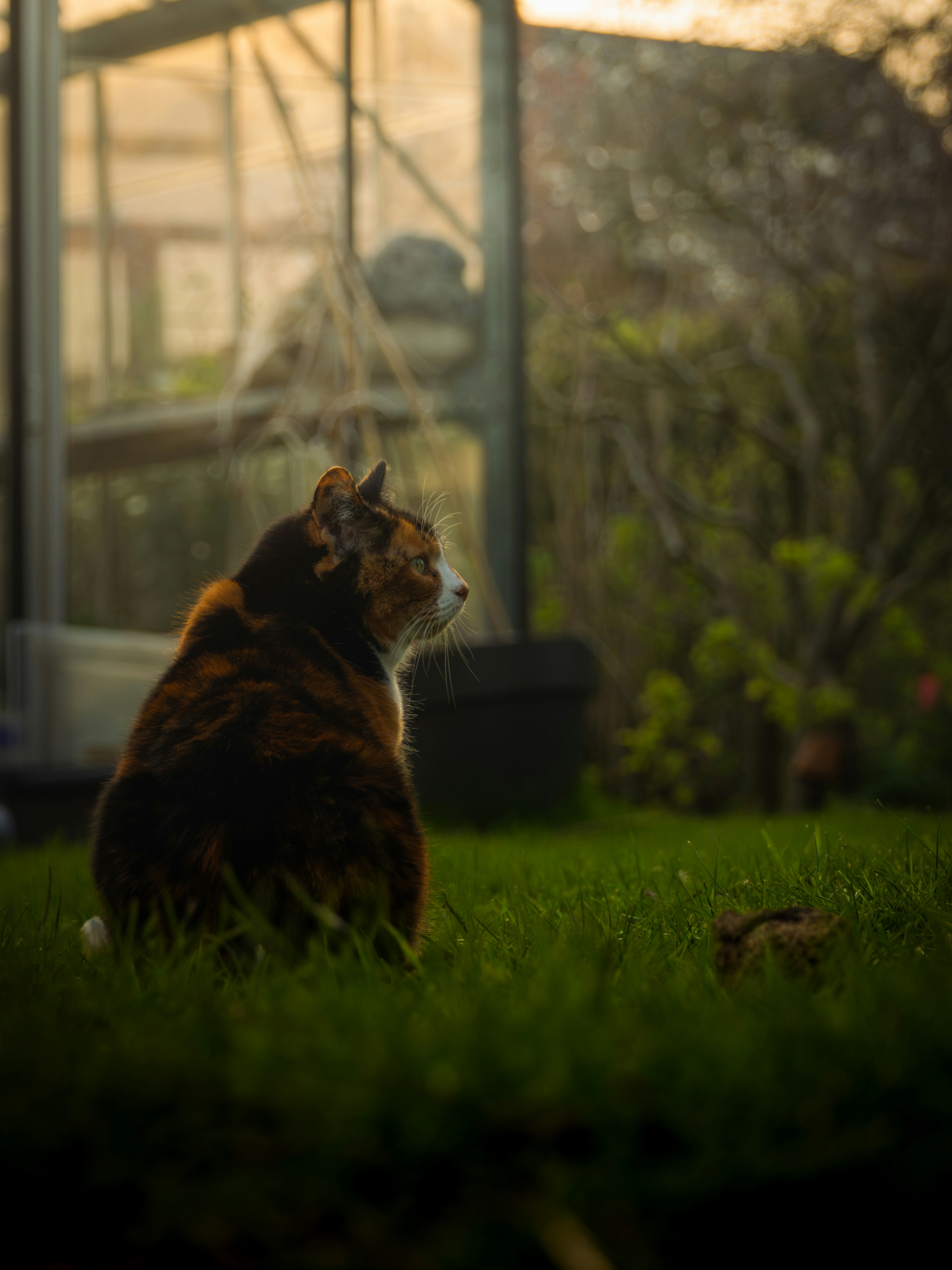 Calm Calico Portrait in Golden Hour Garden