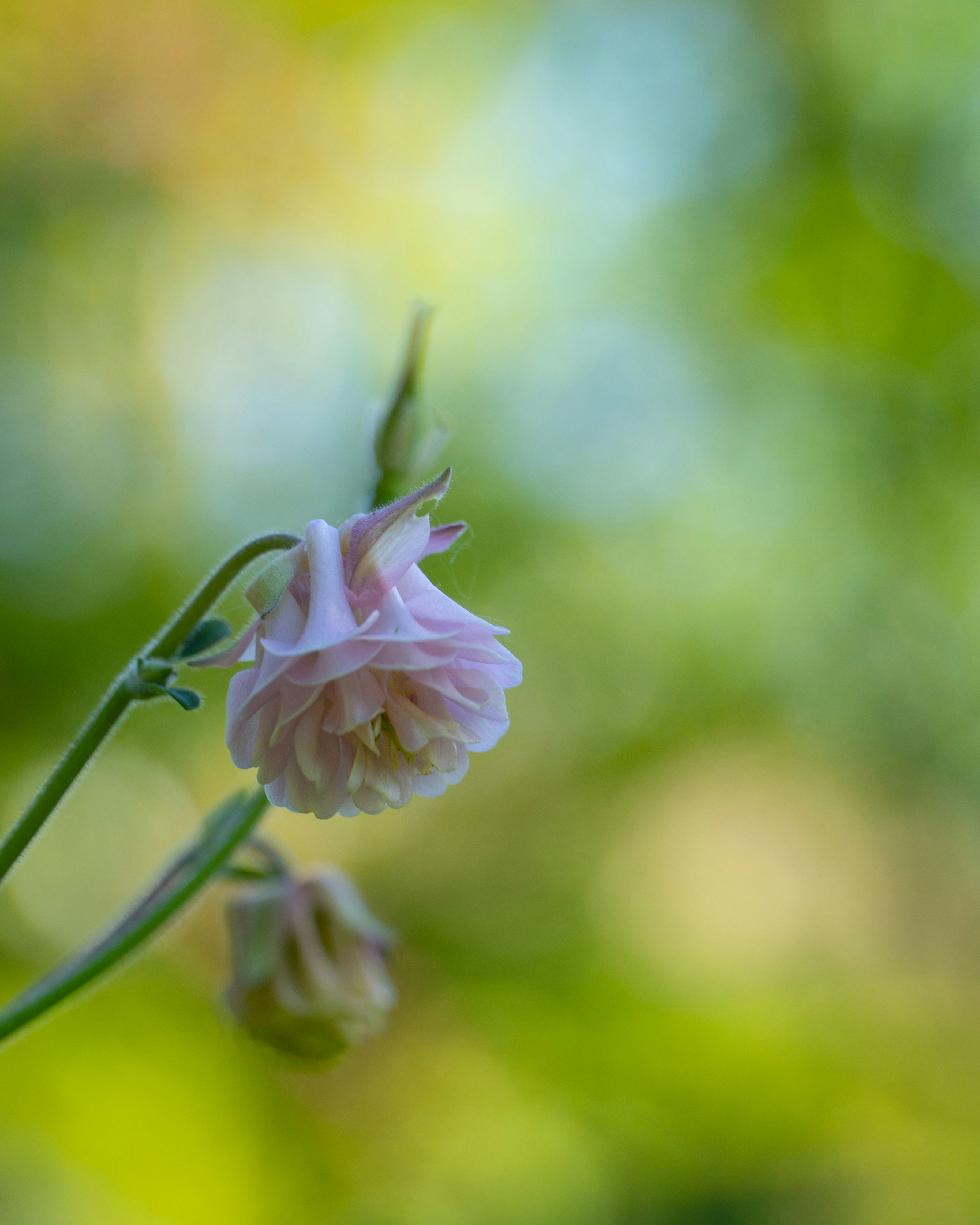 Soft Pink Daggerhead: a Bellflower in Gentle Backlight