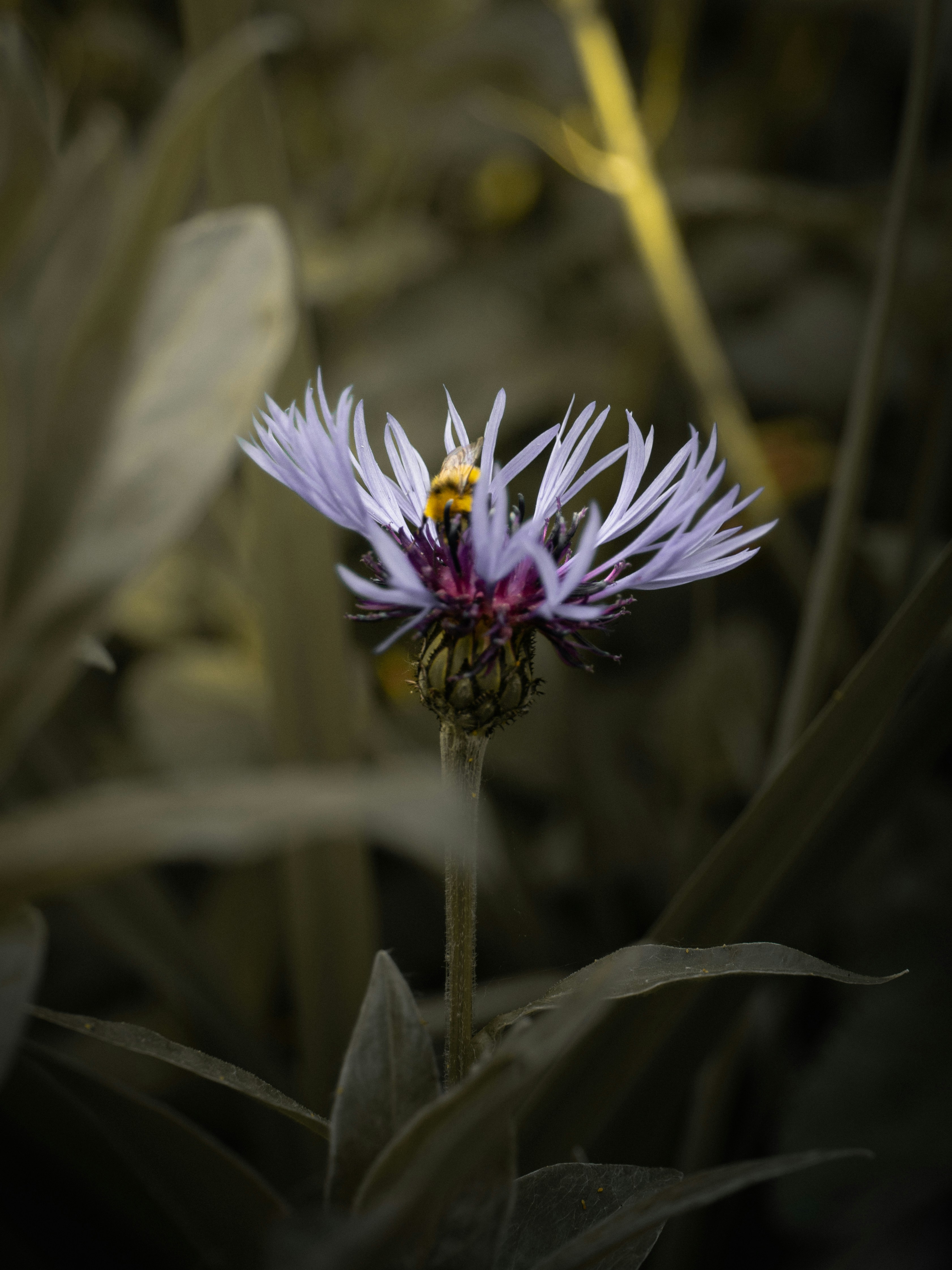 Midnight Violet Bloom with Bee Moment