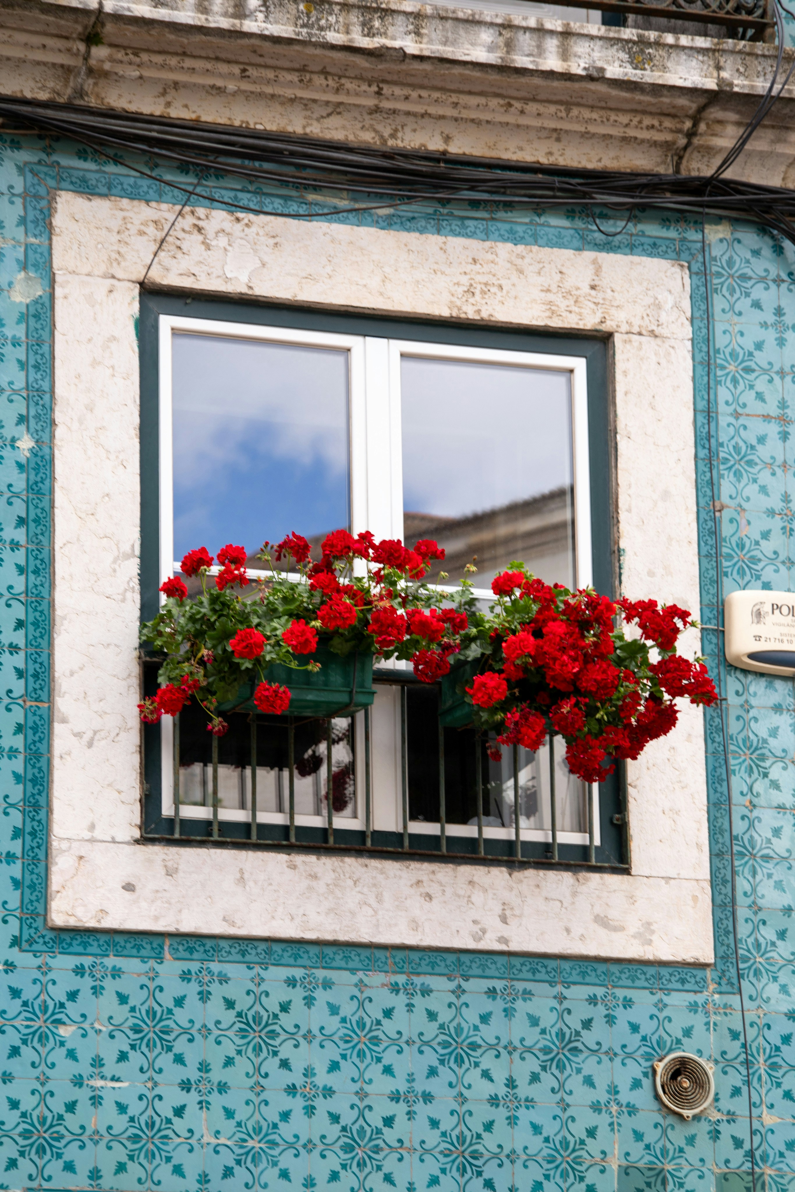 Red Blooms in a Teal-Walled Window
