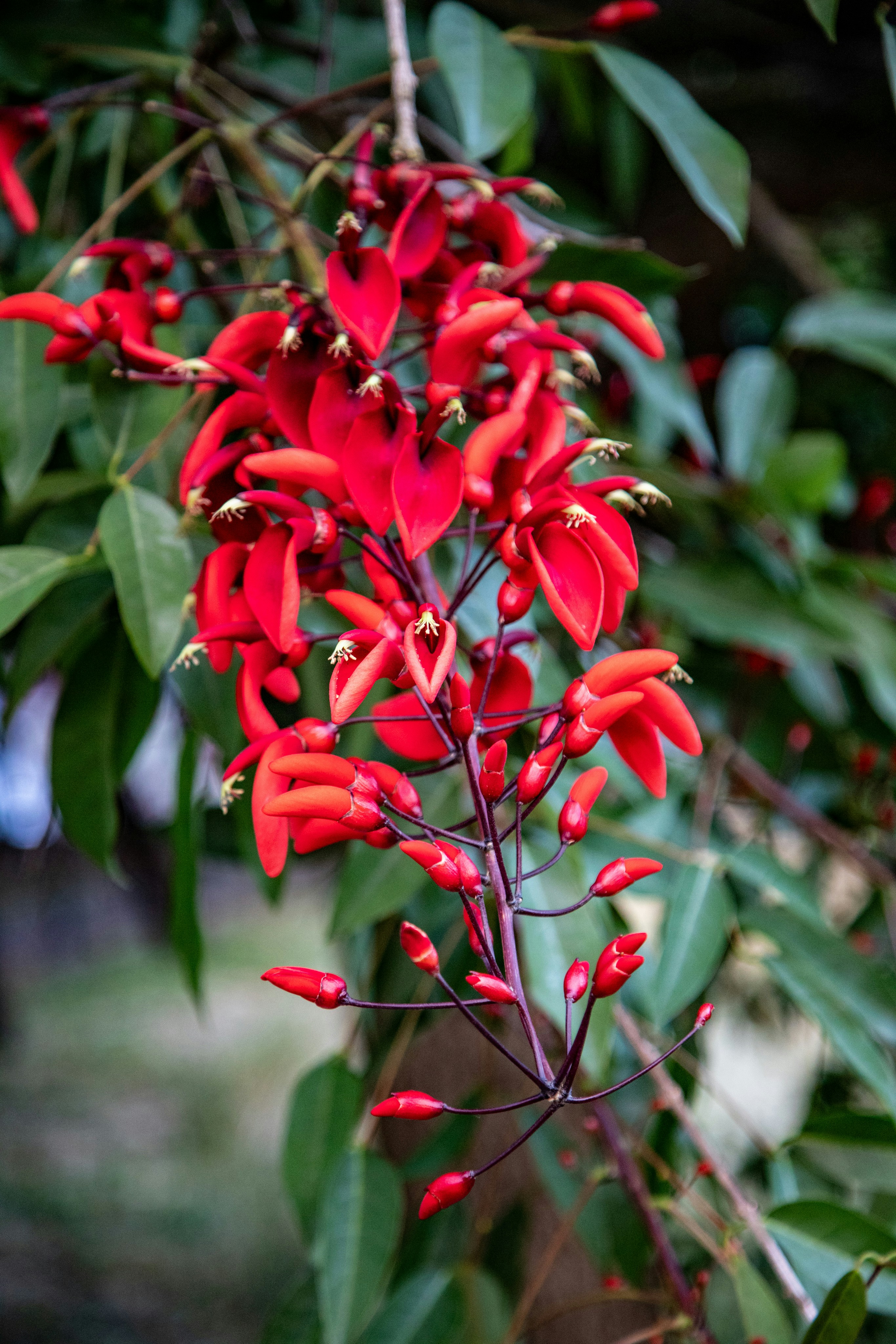 Crimson Cascade: Red Blooms Draped in Spring Light