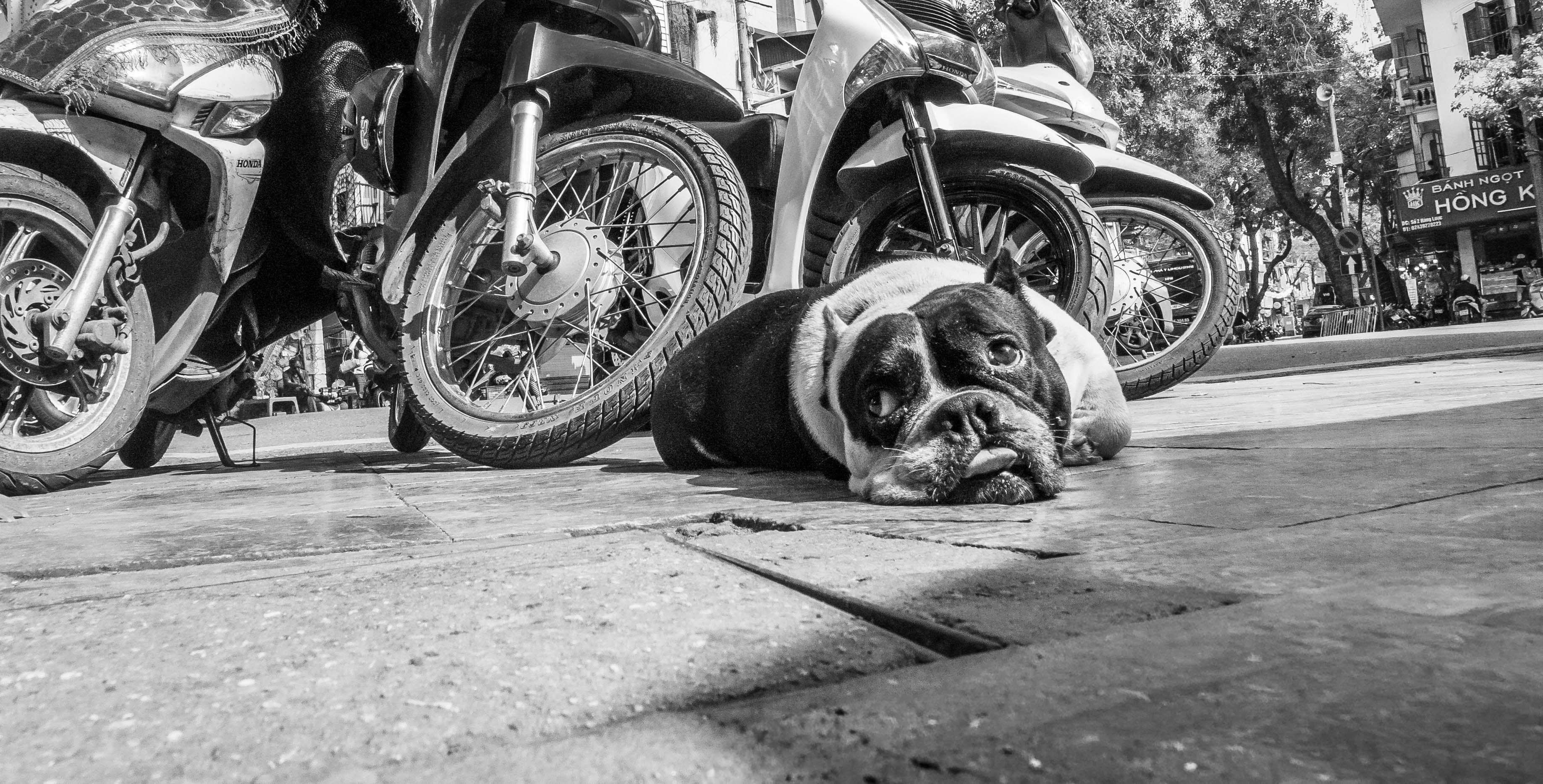 Lament on the Pavement: A Dog Resting Among City Wheels