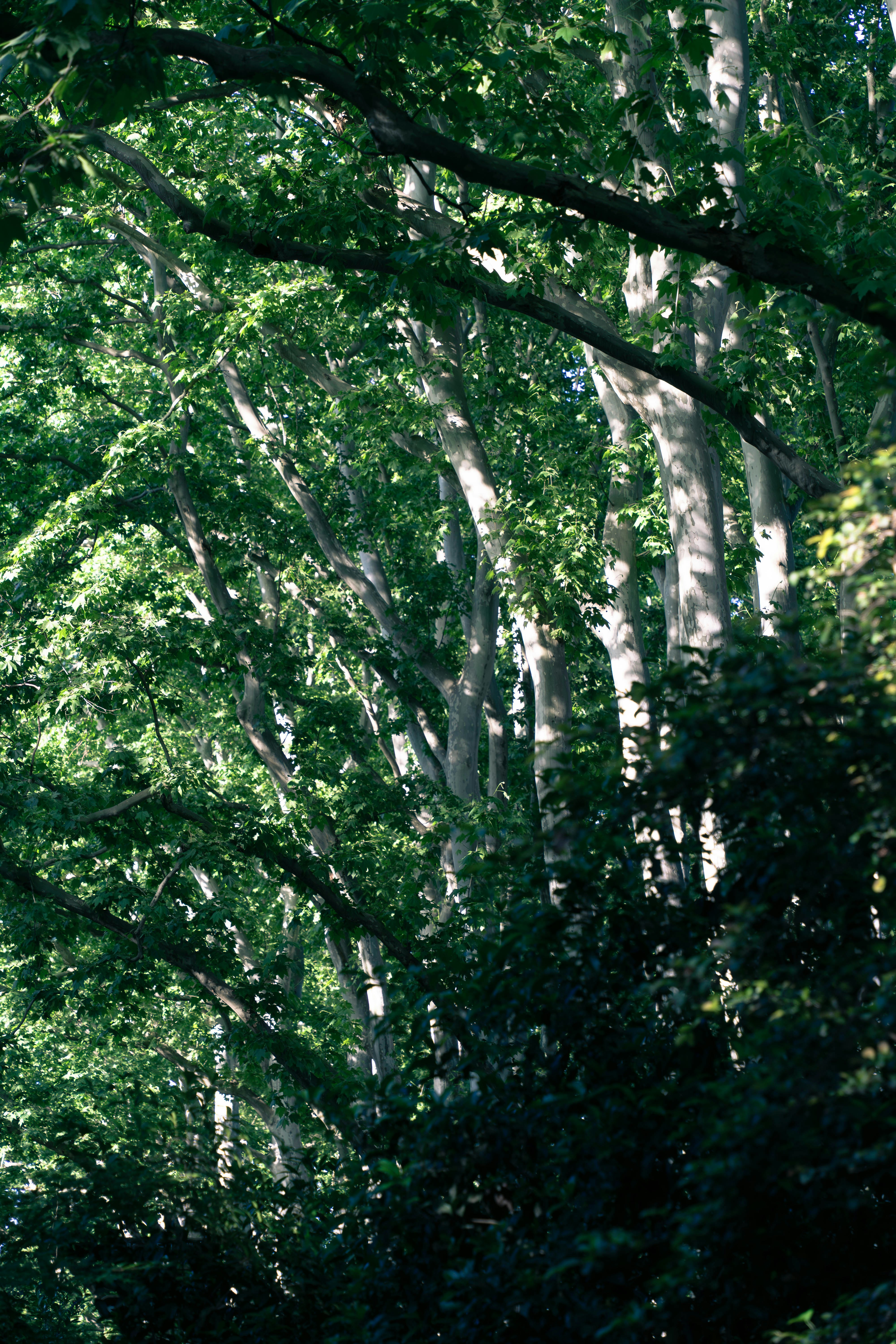 Sunlit trunks in a quiet grove