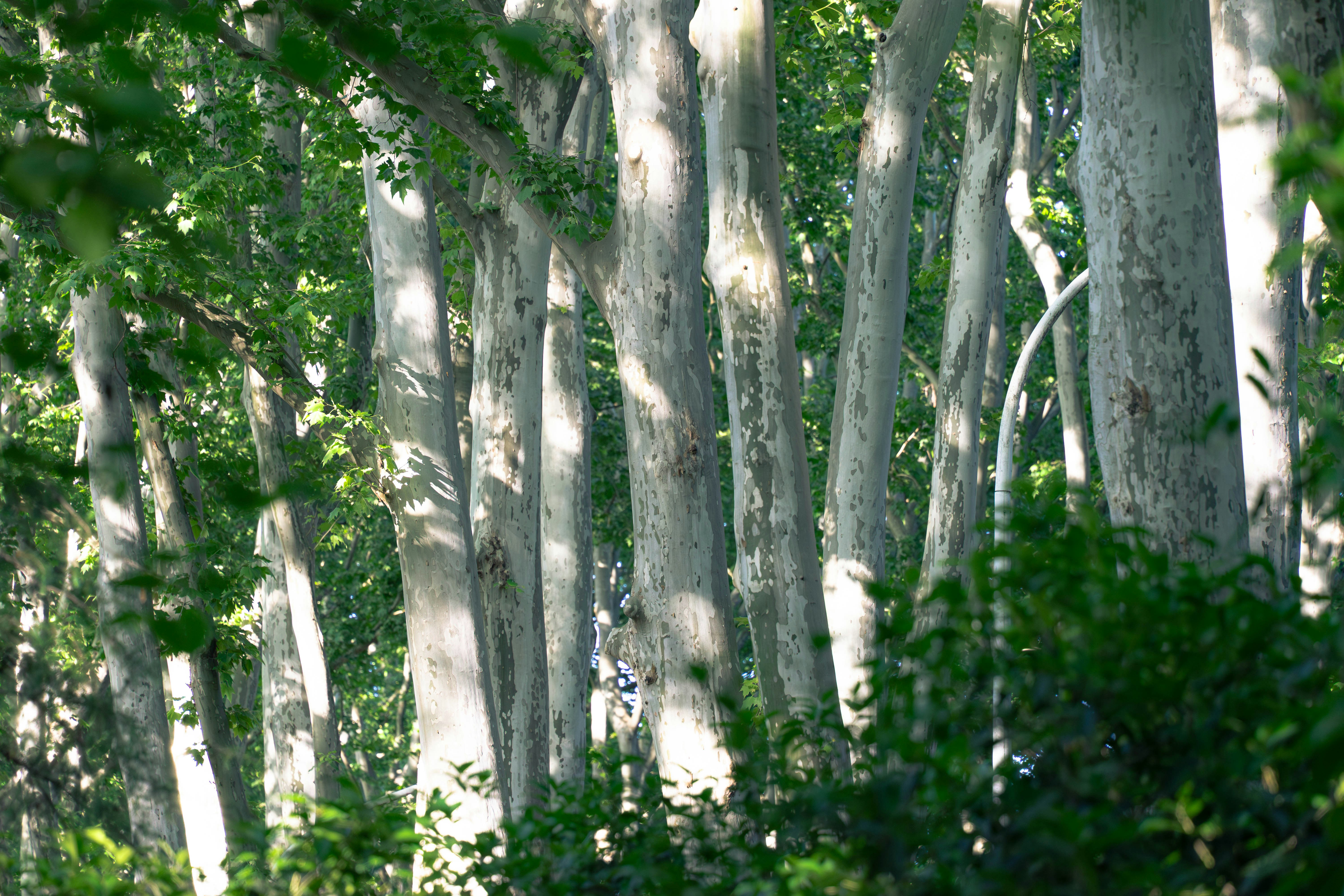 Whispering trunks in dappled light