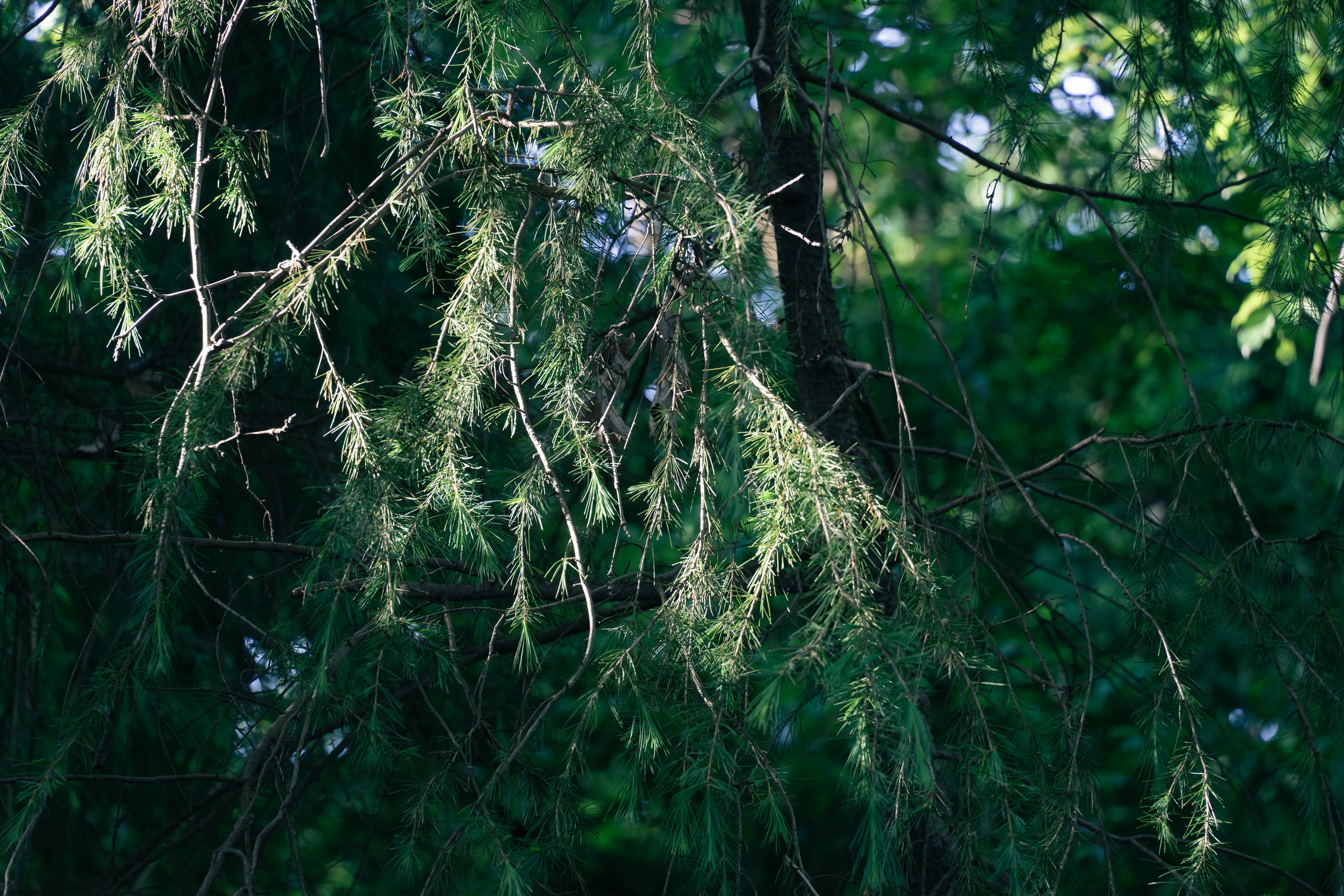 Whispering Ferns: Sunlit Tendrils in a Dark Forest