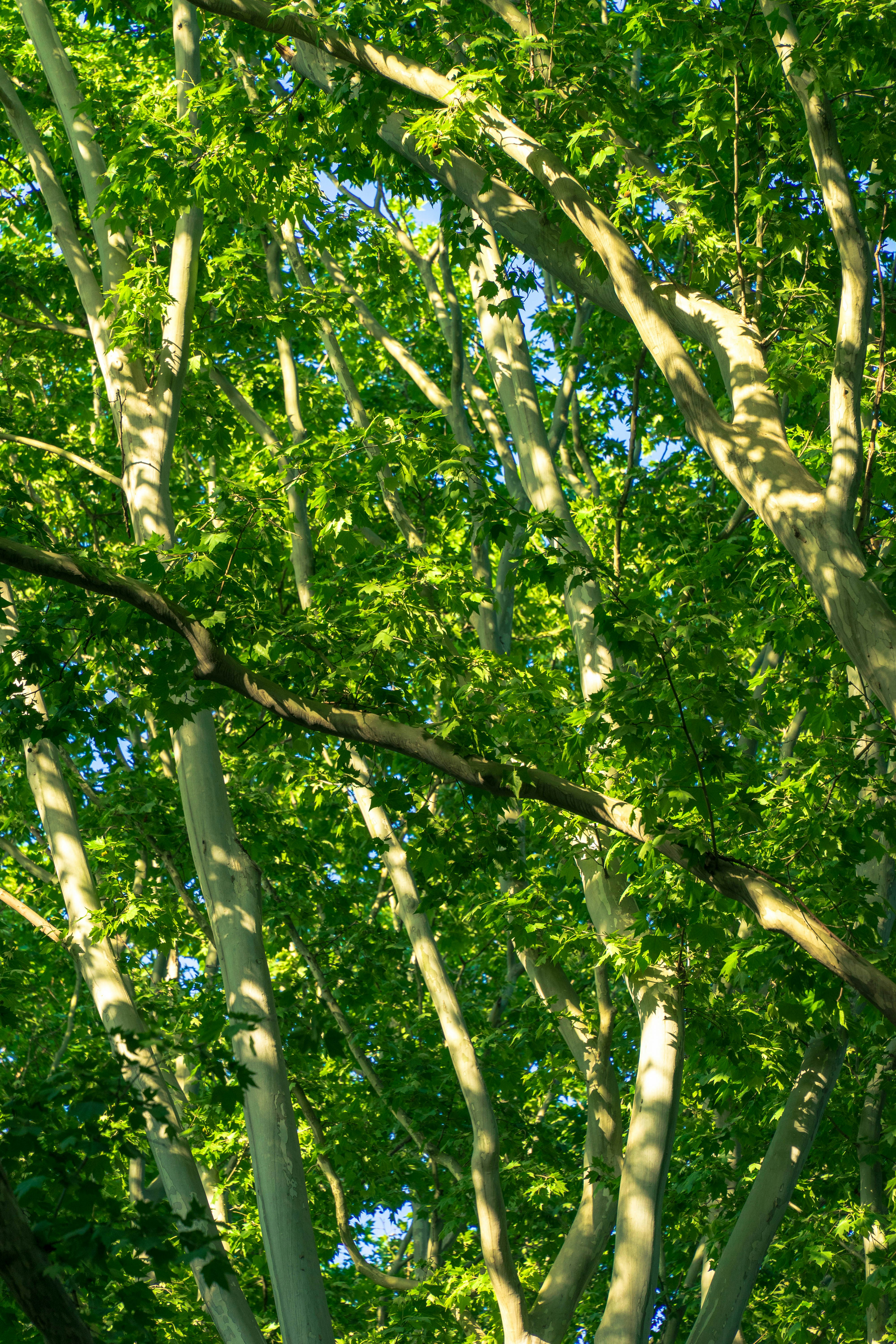 Sunlit canopy: a lattice of green trunks and leaves