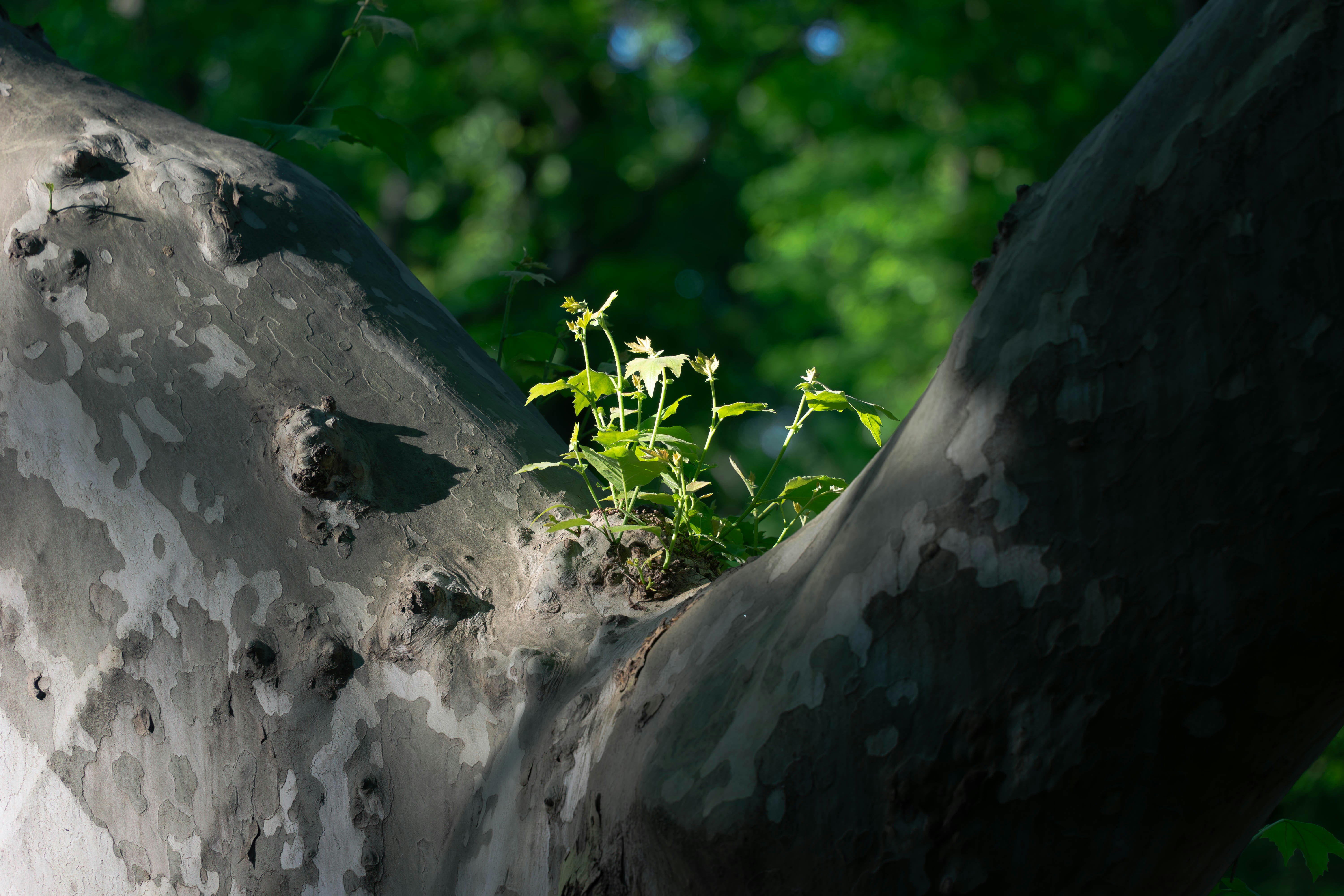 New Growth in the Shade: Saplings Emerging from the Gnarled Trunk