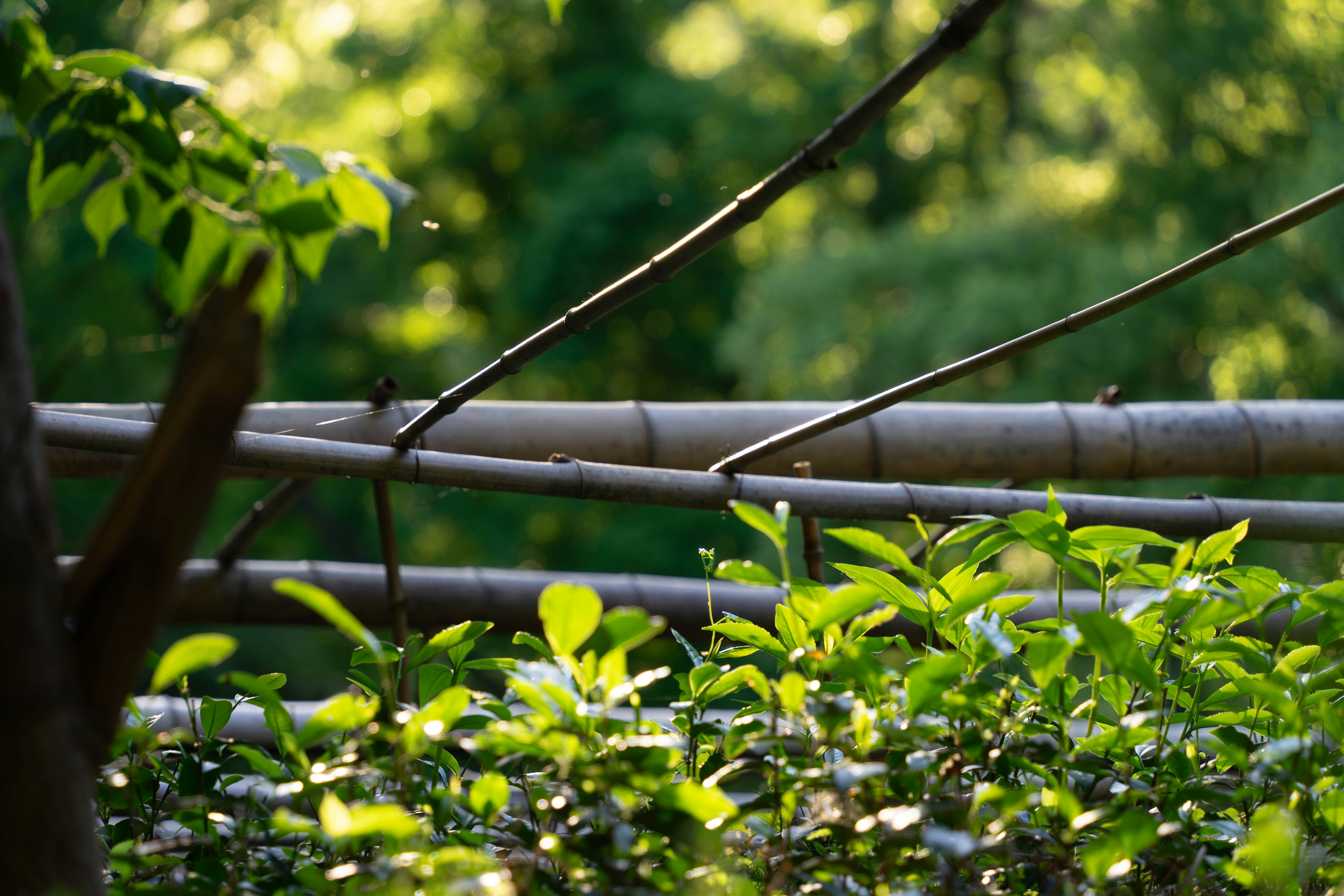 Fence Lines and Sunlit Foliage: A Quiet Green Moment
