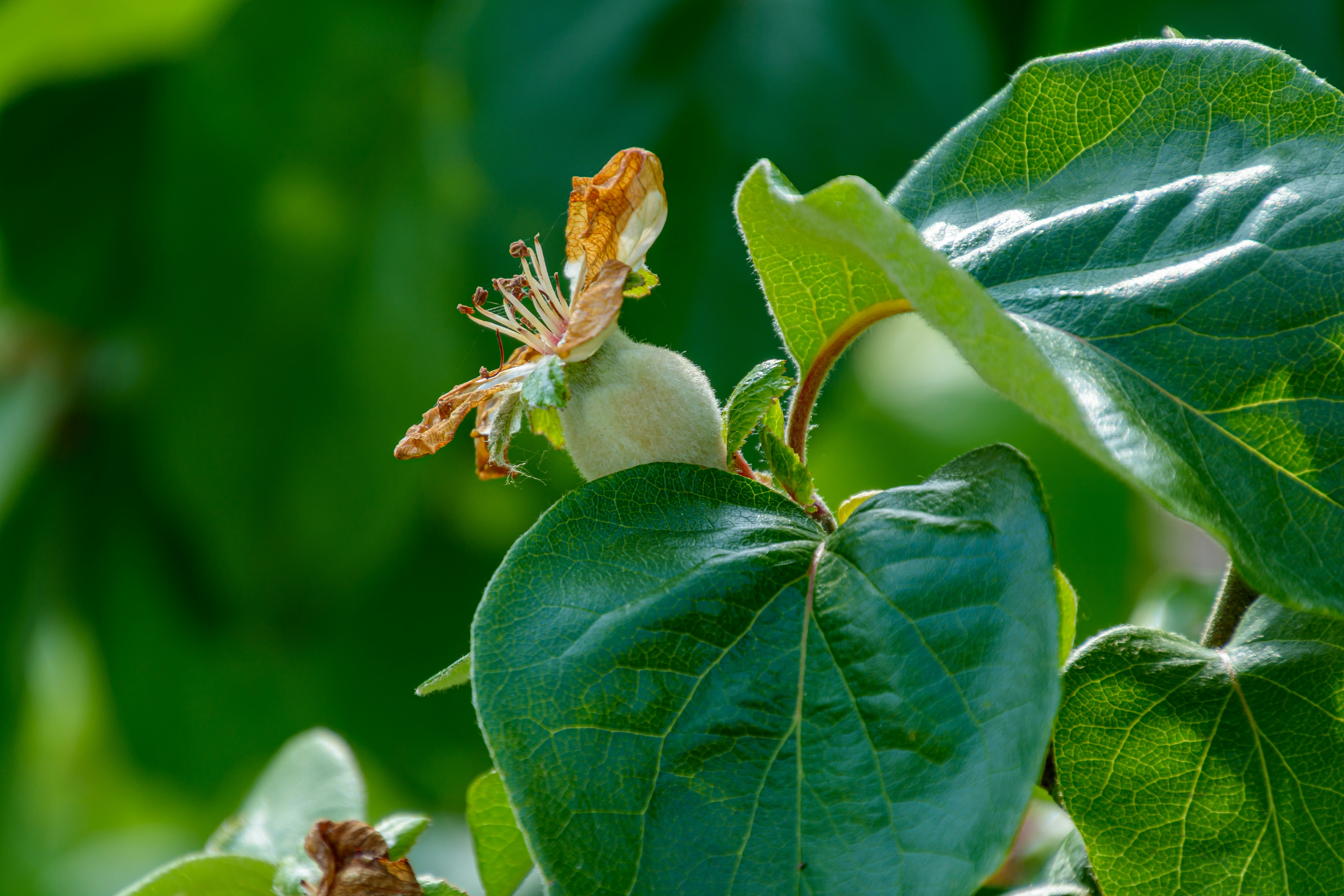 Blossom Remains: A Lone Calyx in Sunlit Green
