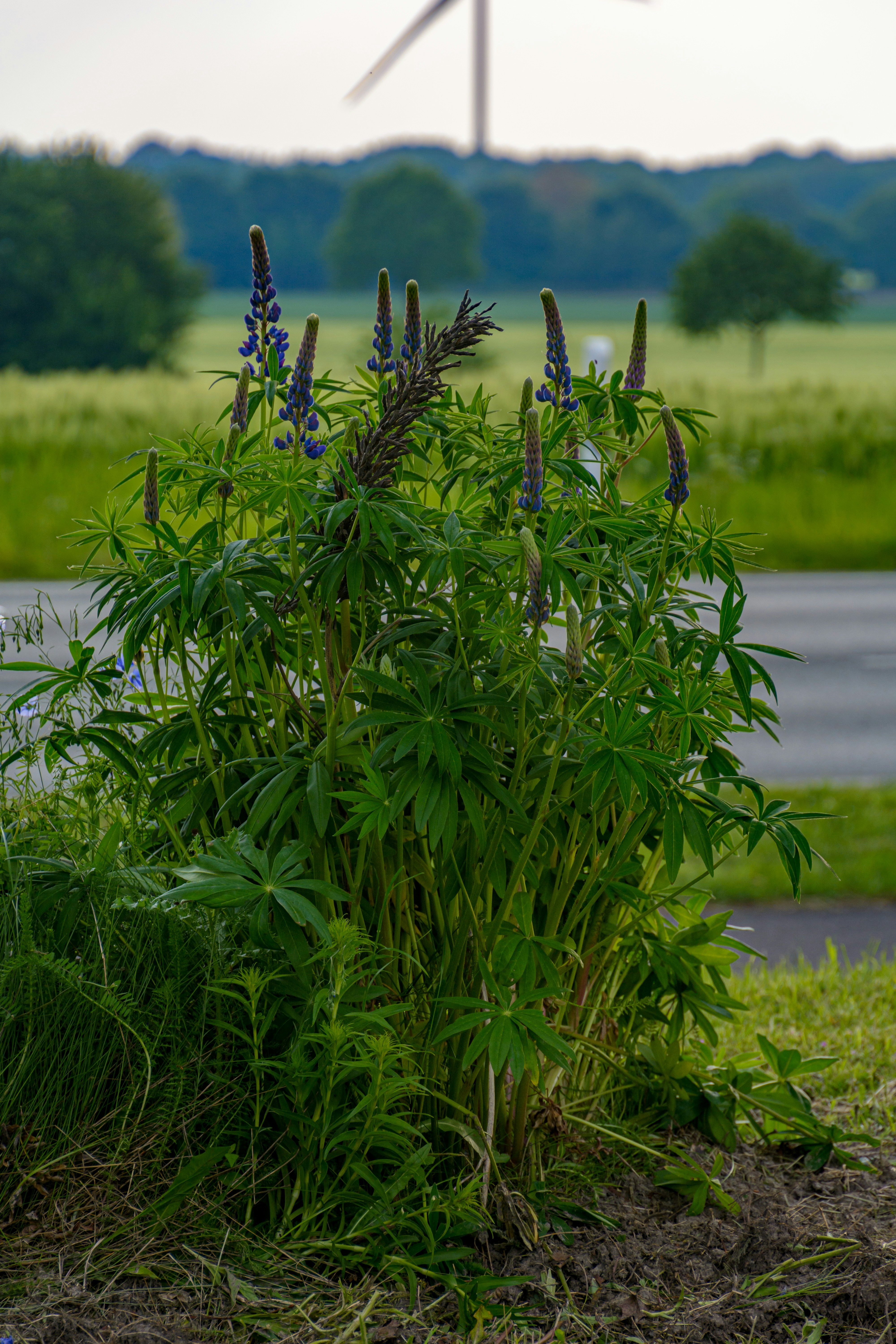Lupine Sentinel by the Roadside with Wind Turbine Blur