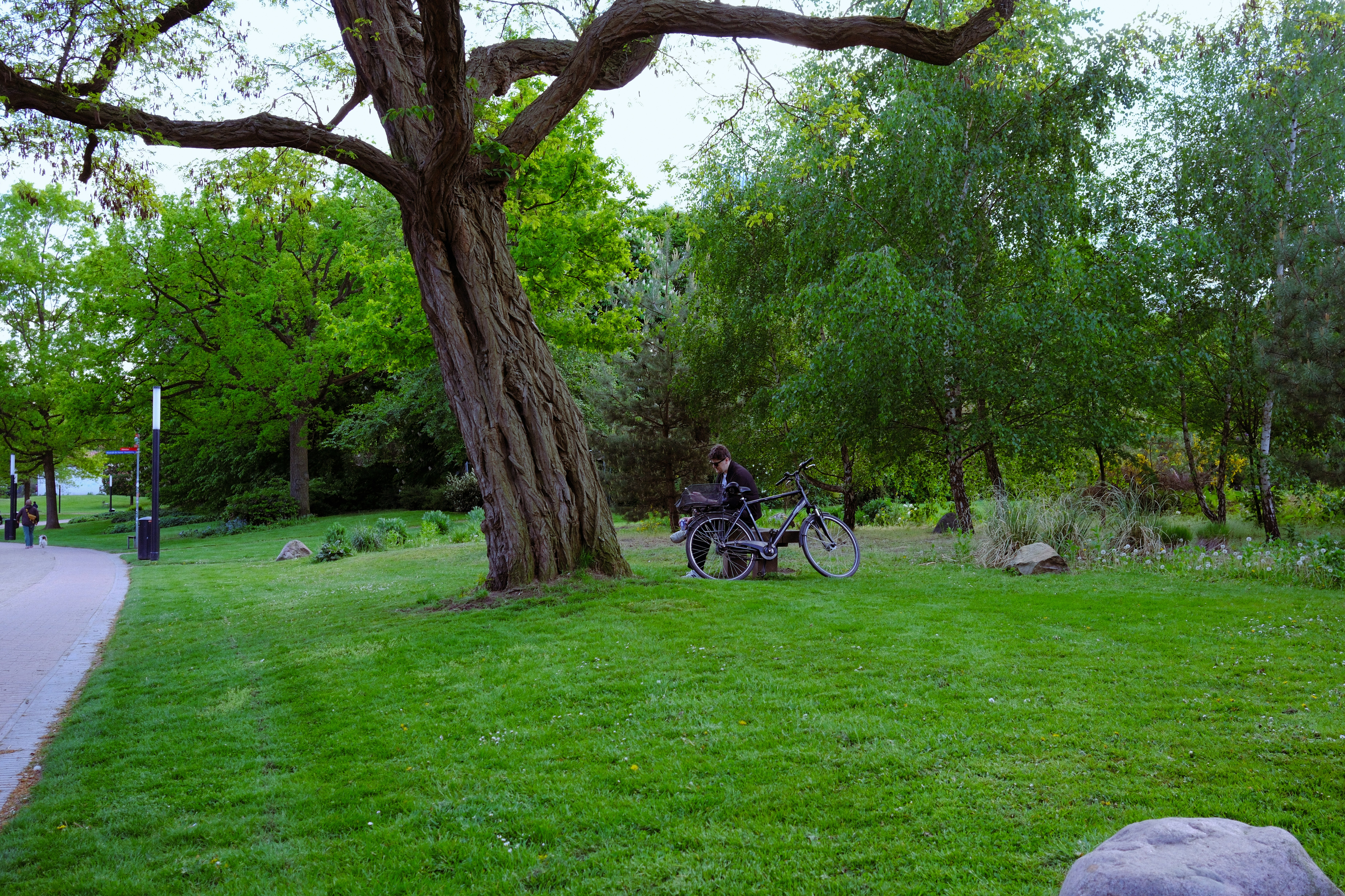 Bicycle Rendezvous Under an Ancient Oak