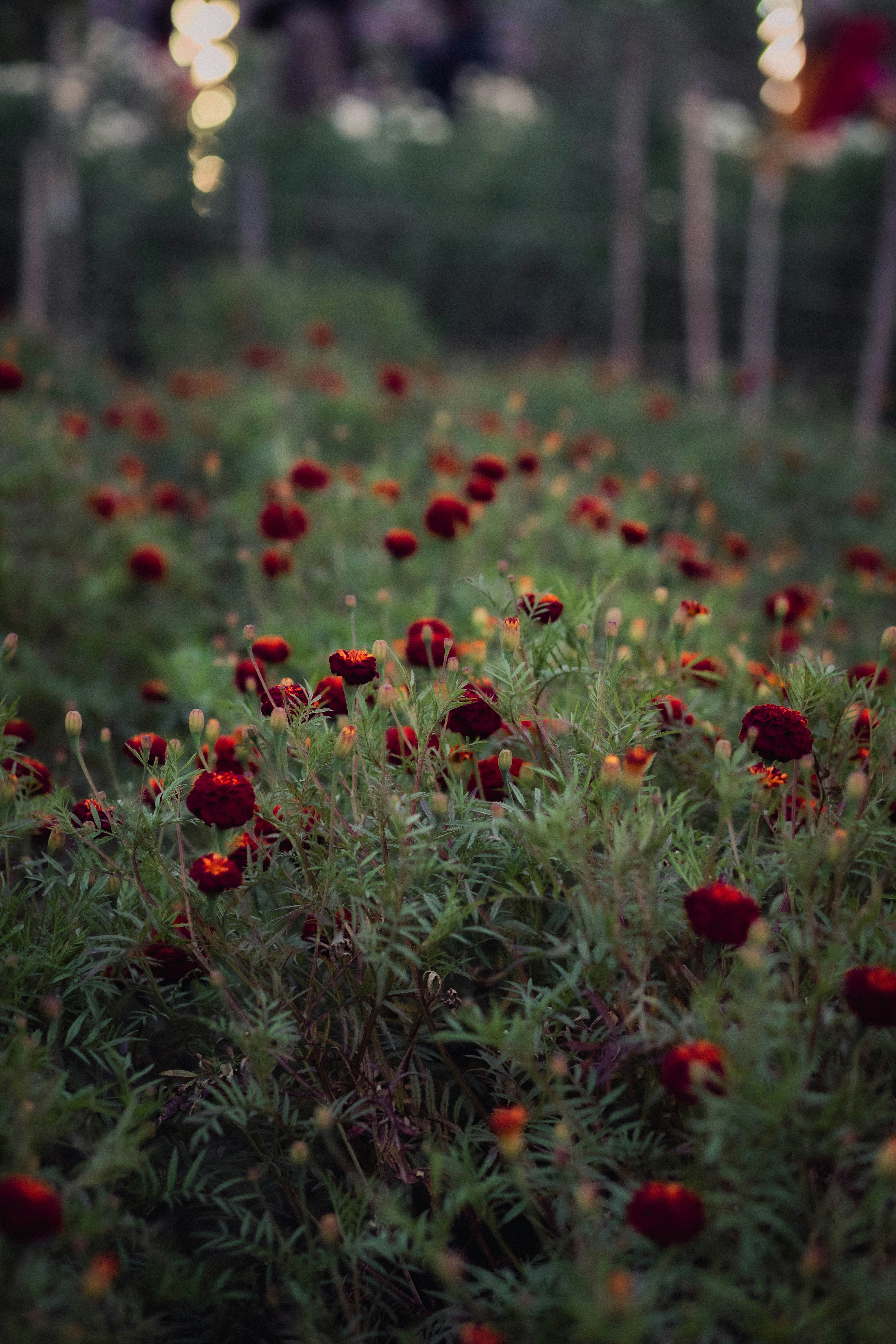 Crimson blooms in a quiet garden at dusk