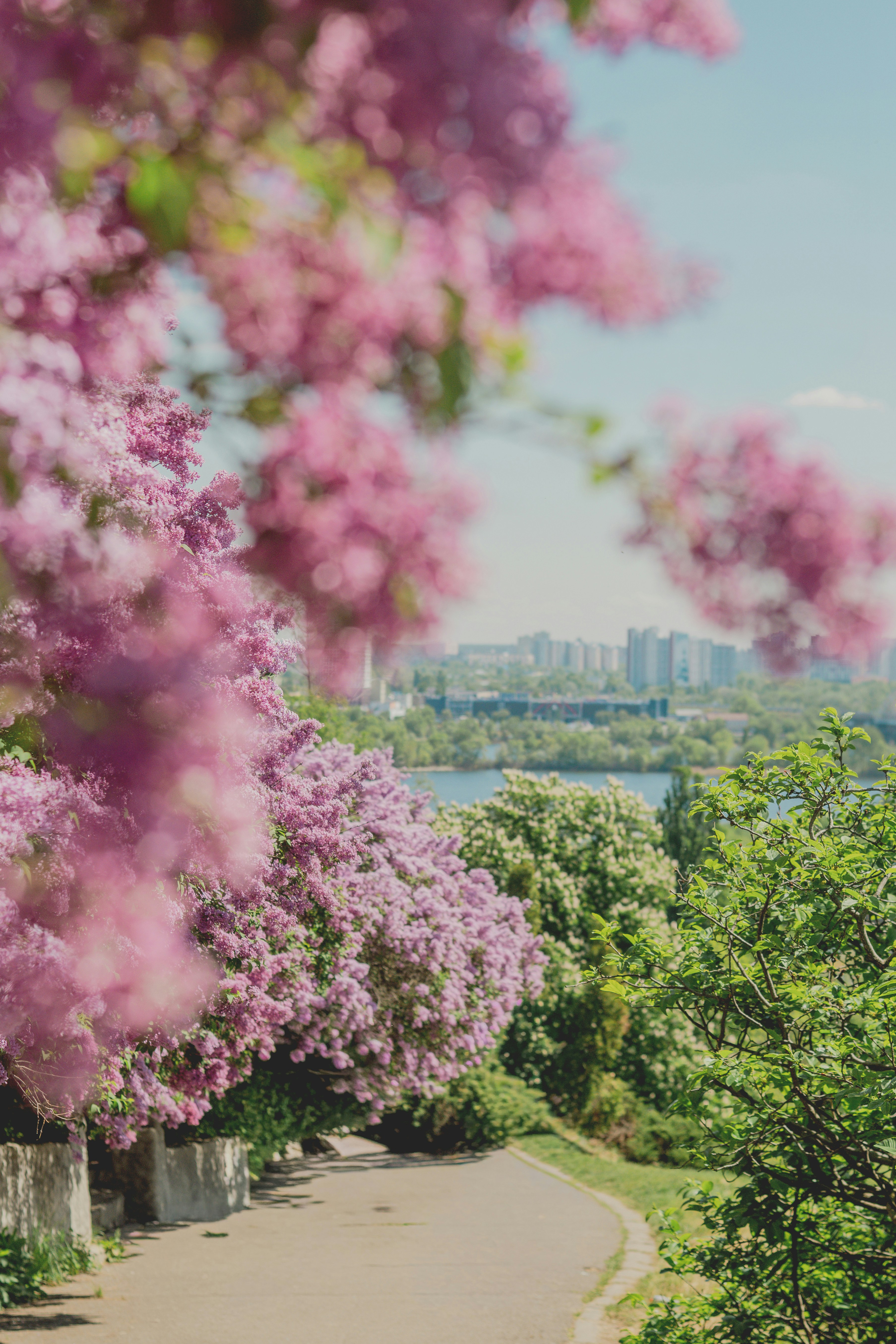 Pink Bloom Framing a Cityscape Past a Fragrant Path