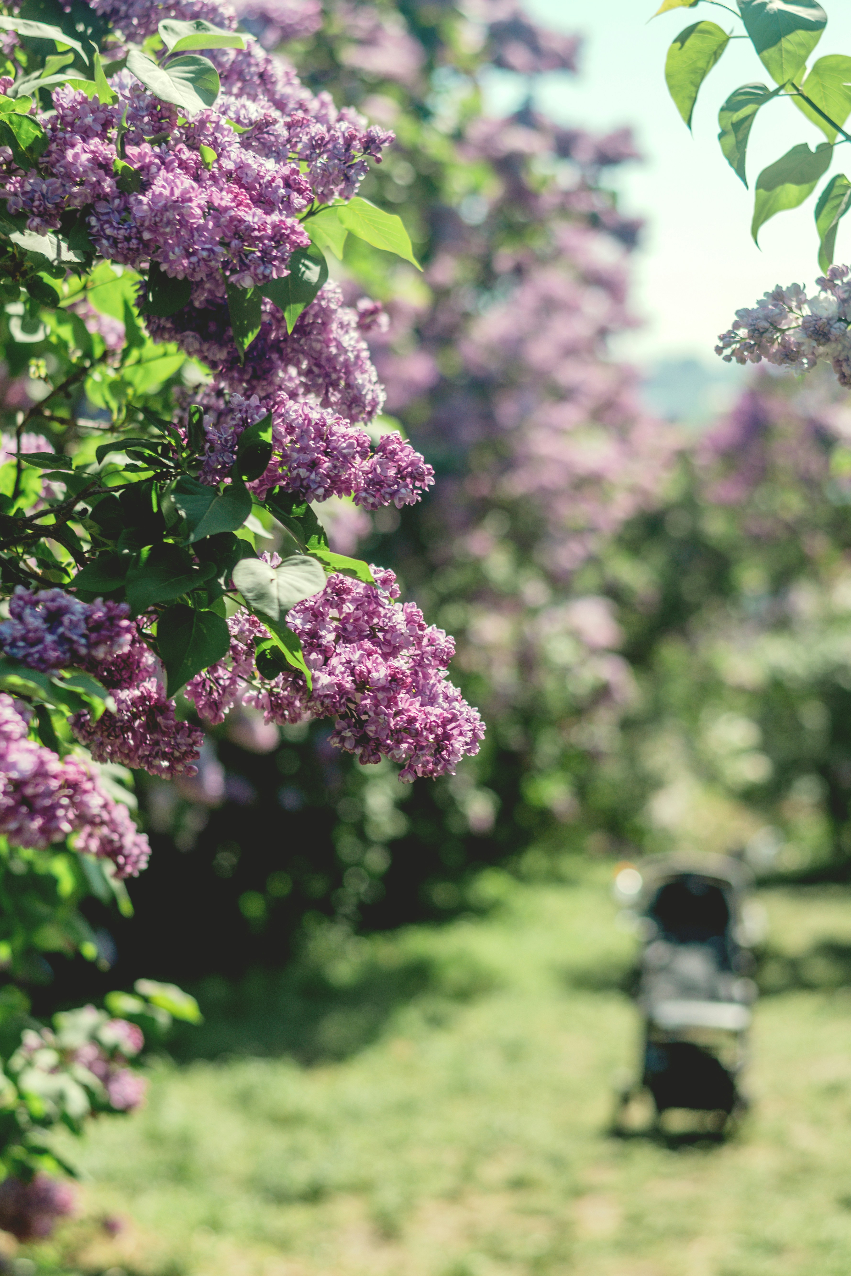 Lilac Boulevard: a sunlit path of blossoms leading to a distant stroller