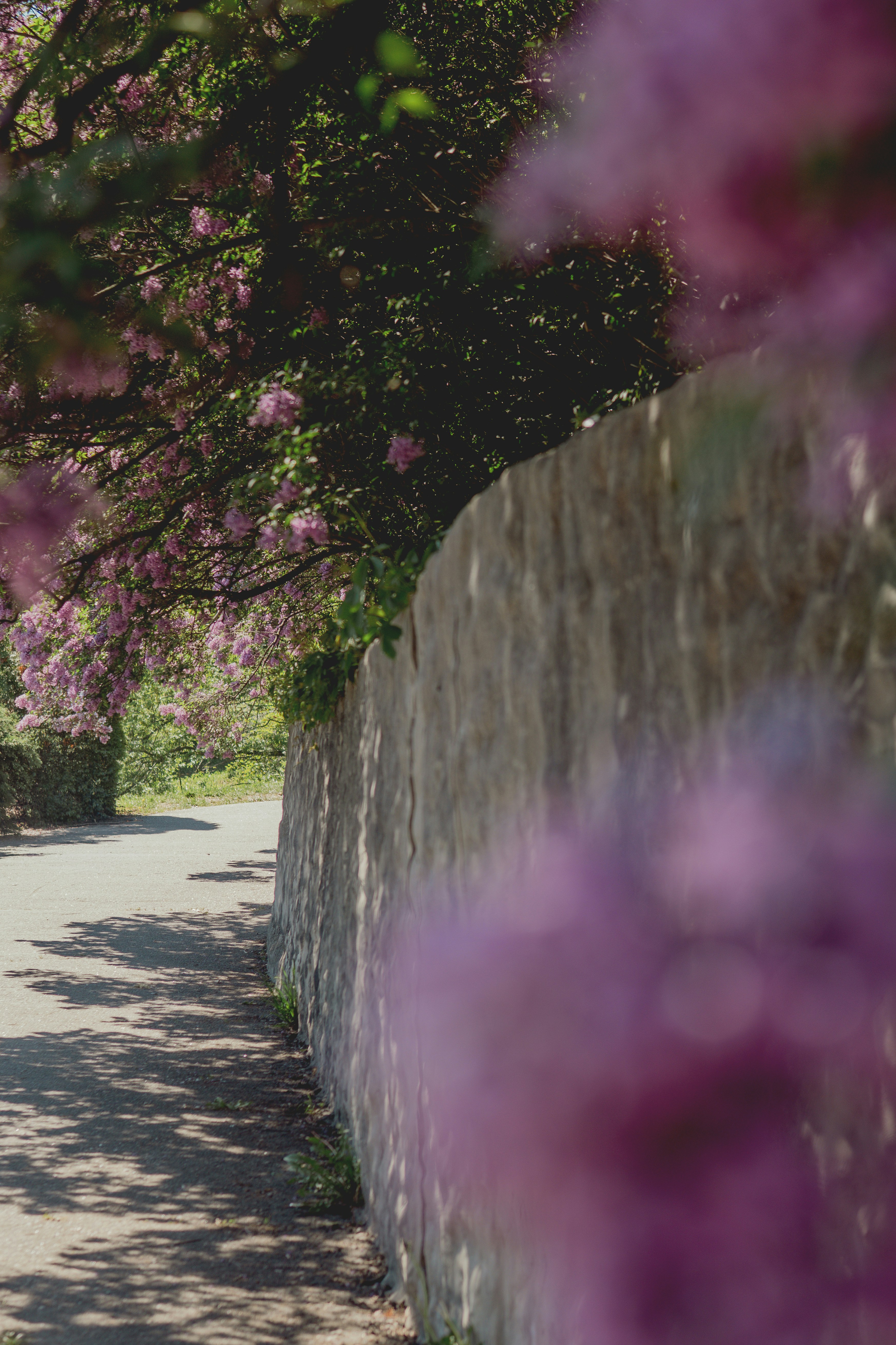 Pink overcast: a sunlit alley framed by flowering vines and stone wall