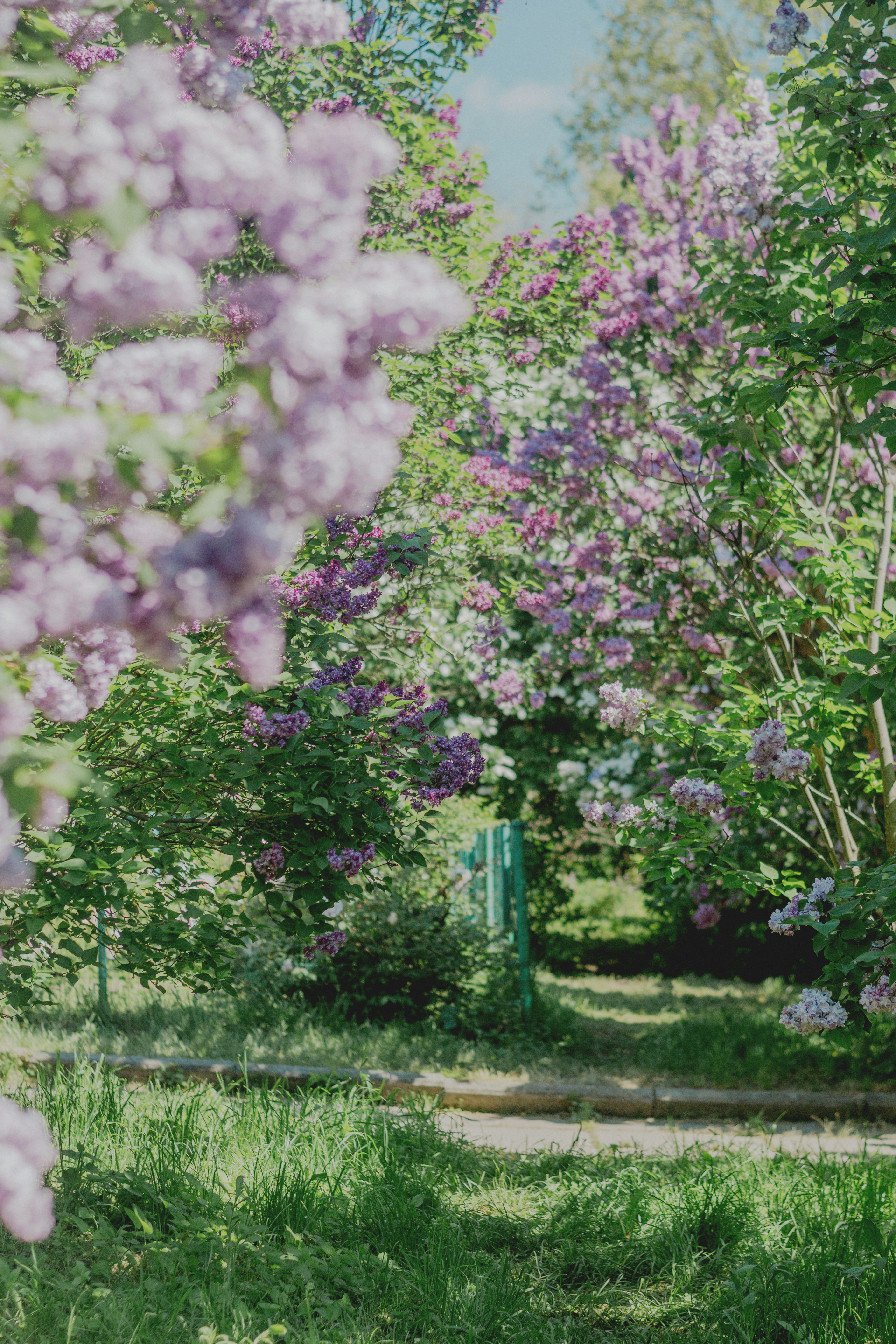 Lilac Alley in Bloom