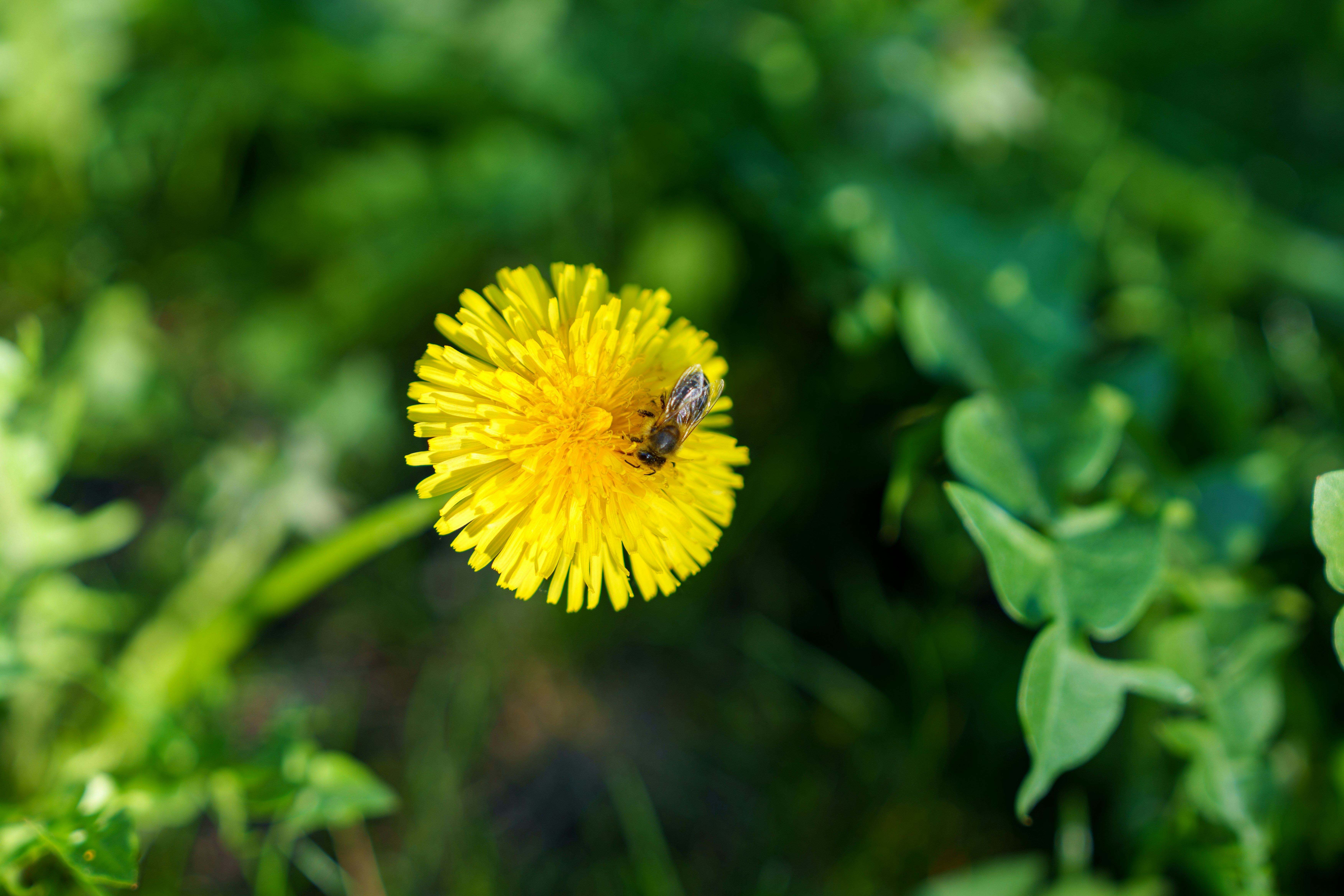 Sunlit Dandelion and Bee in a Green Margin