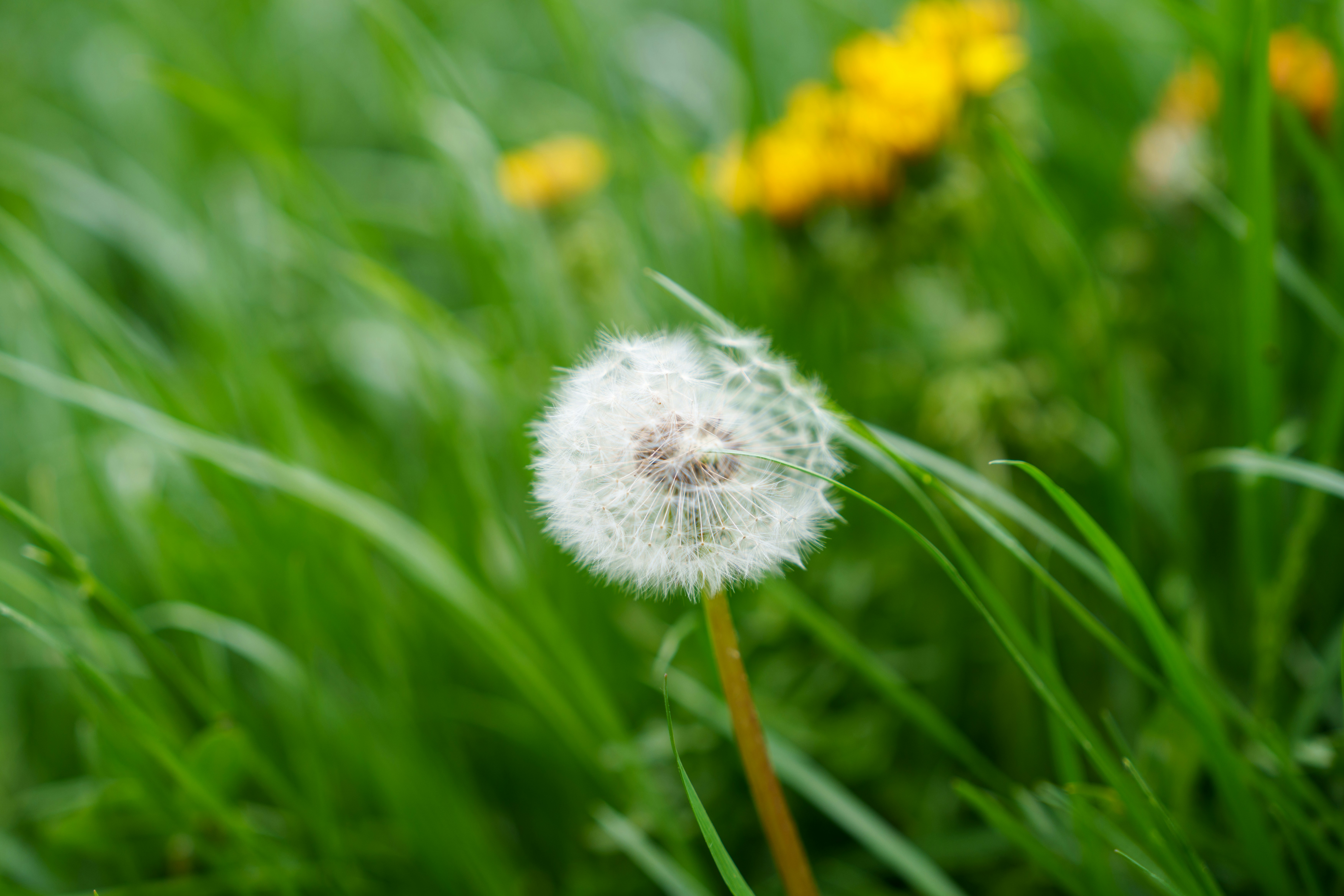 Dandelion Crown in a Quiet Meadow