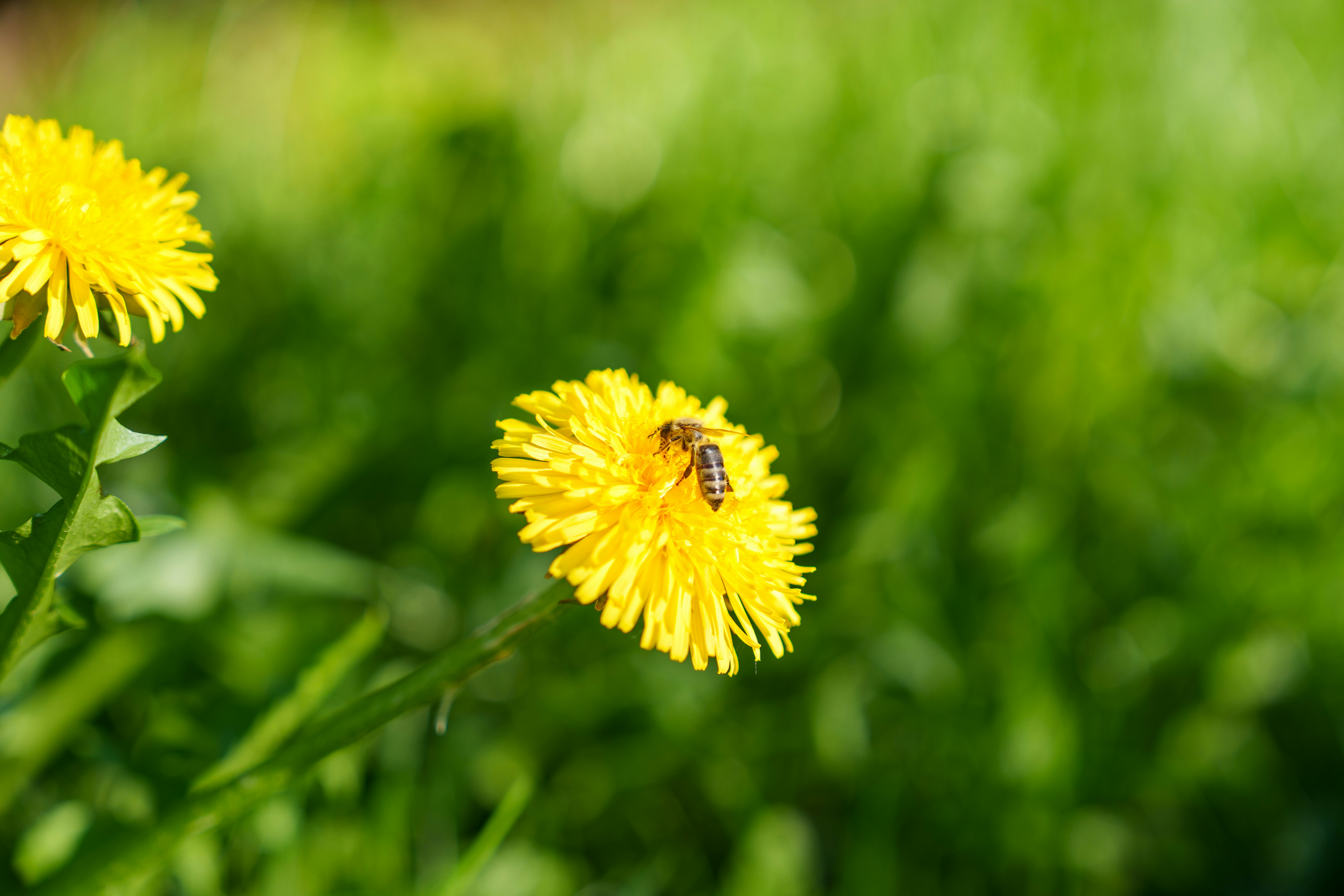 Honeybee on a Sunlit Dandelion: A Moment of Pollinator Pause