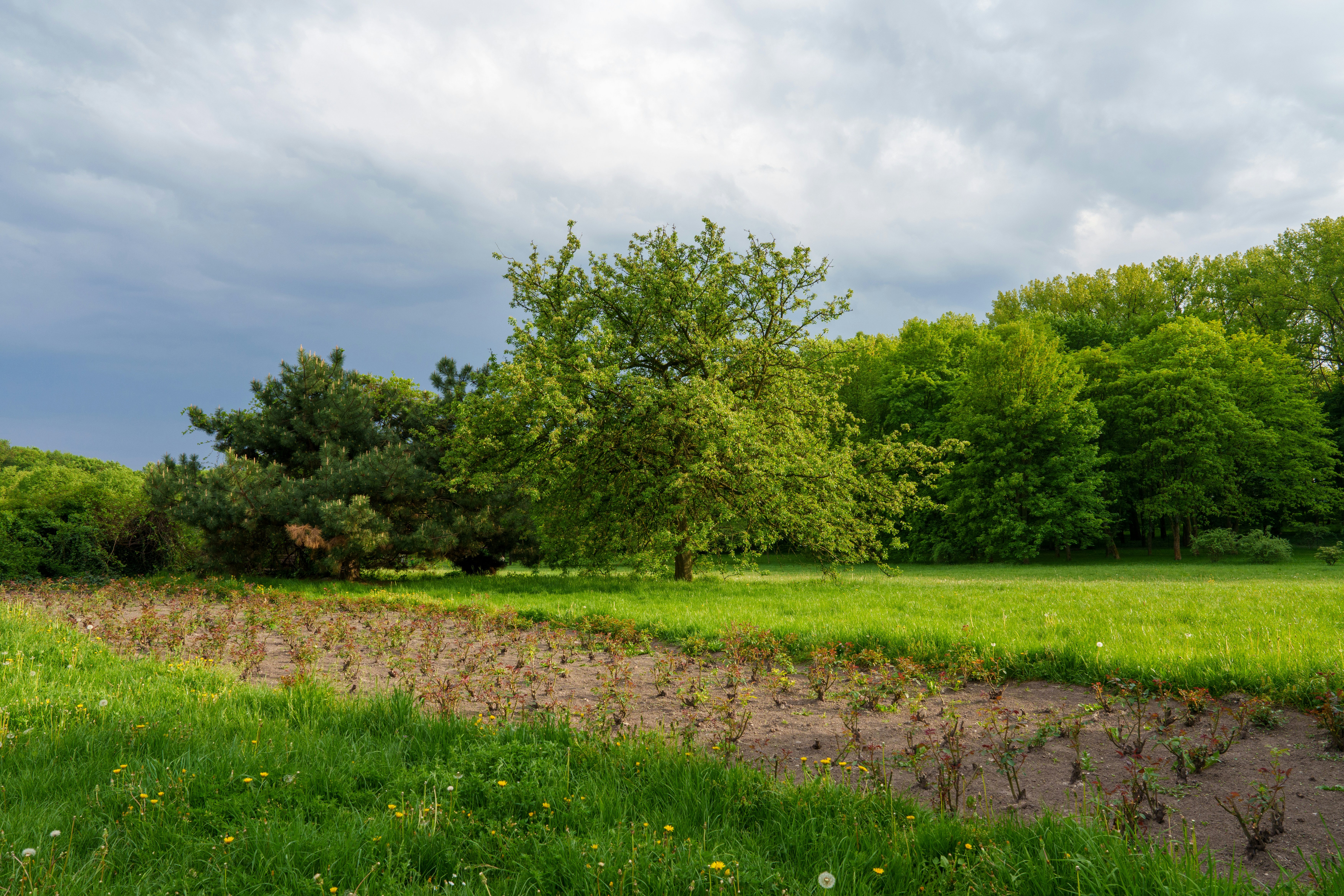 Sunlit Tree Across a Prairie: Quiet Field with Clouds