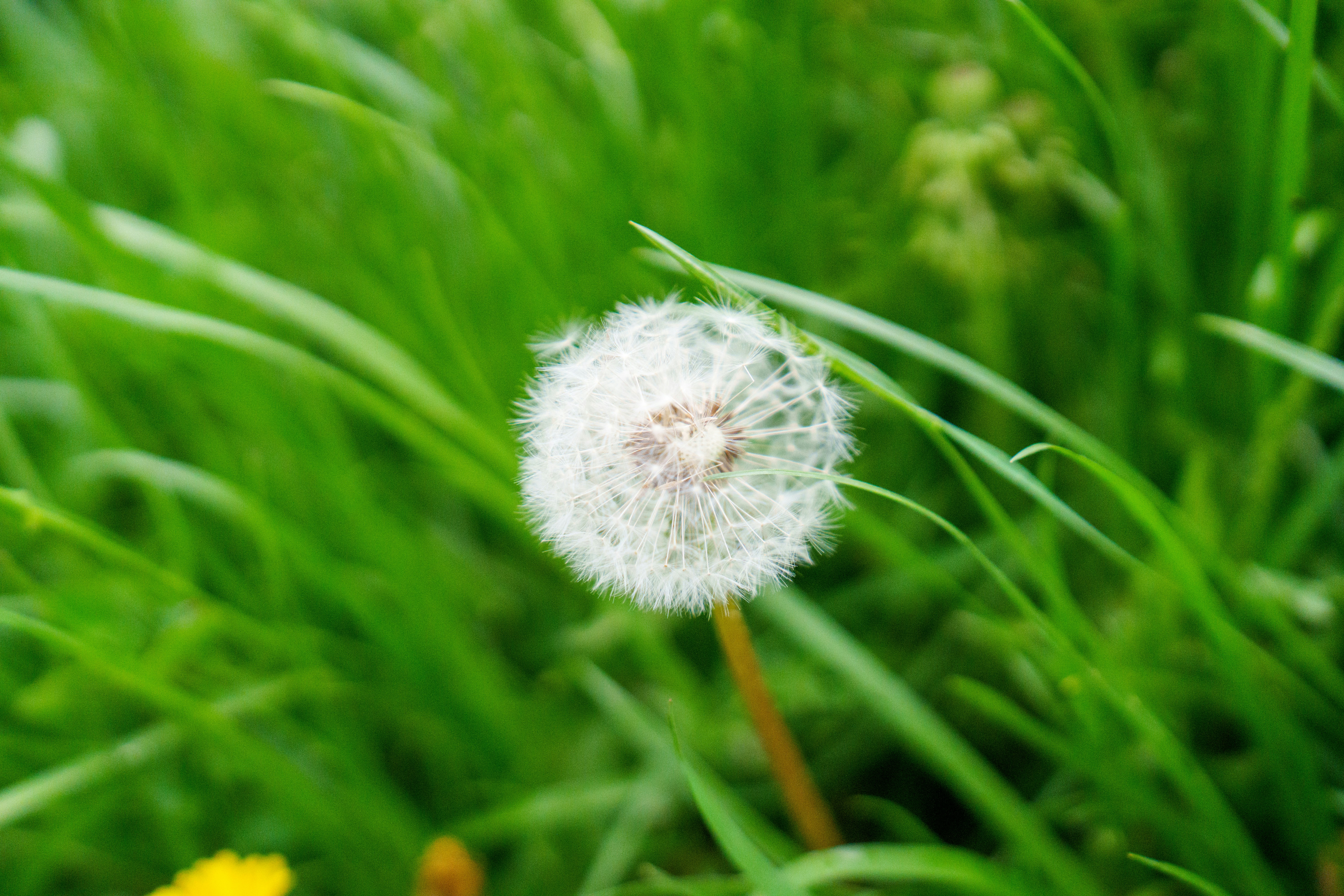 Whispering Dandelion: A Quiet Moment in Greenfield