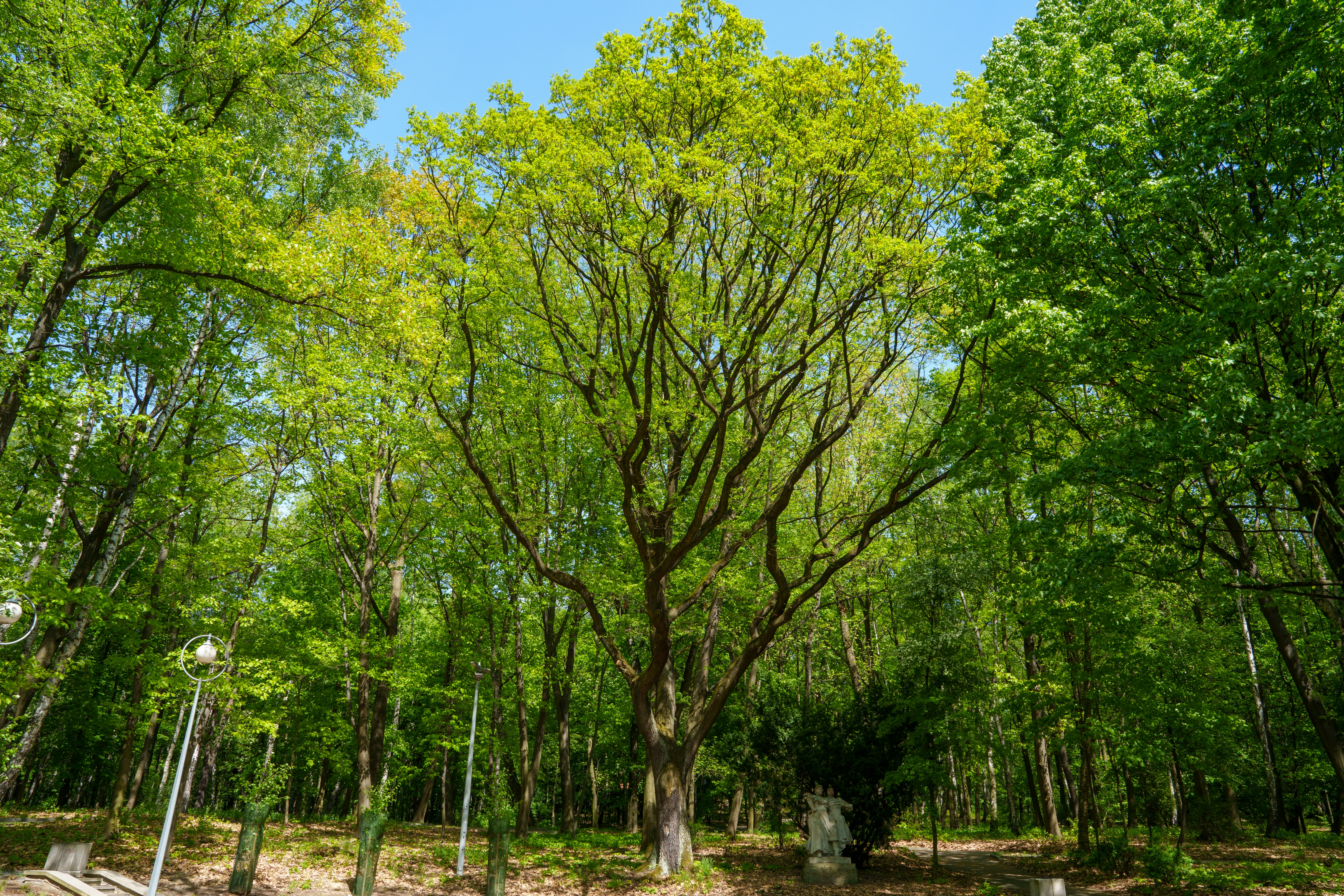 Sunlit Canopy Under a Central, Majestic Tree