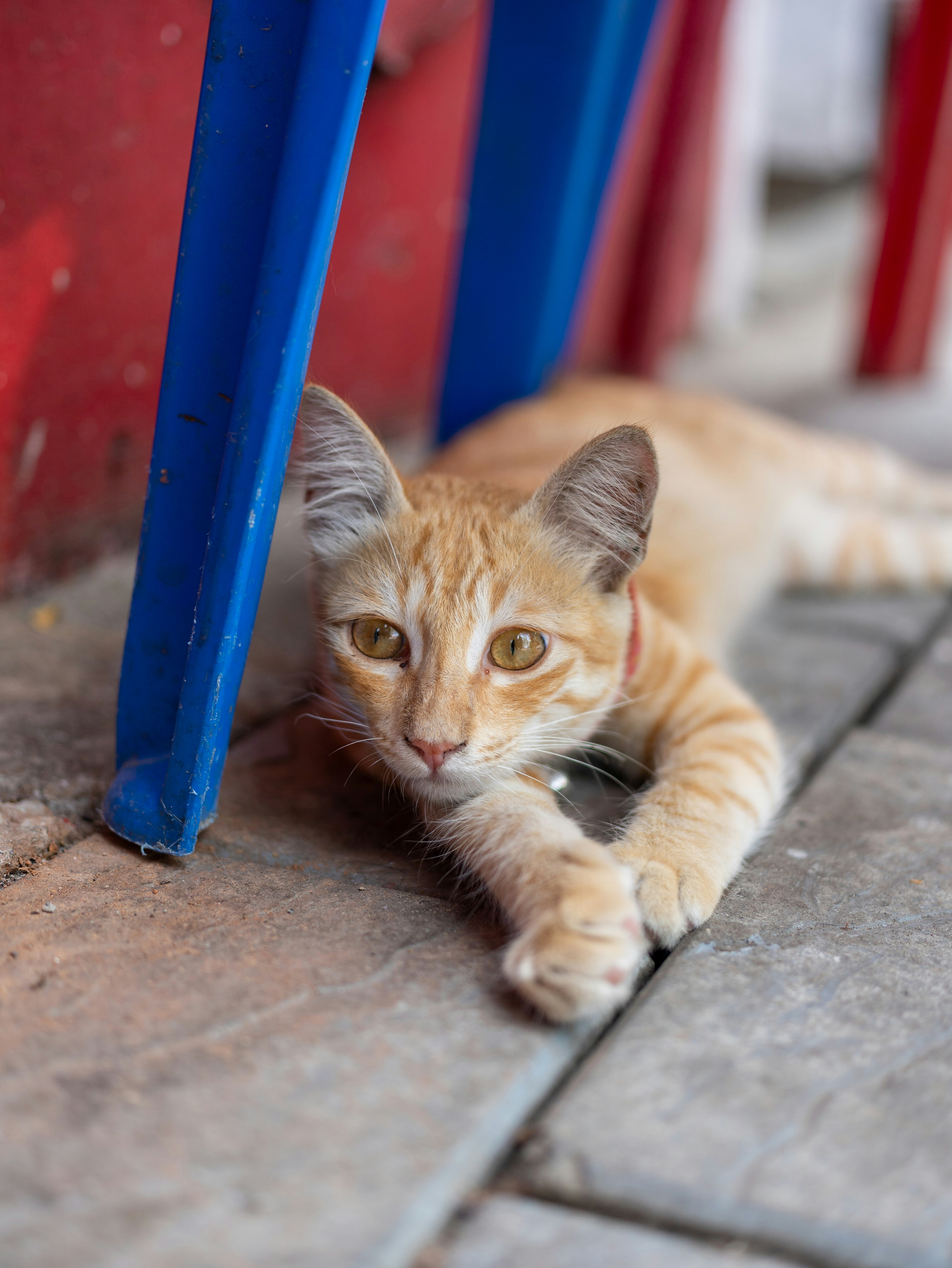 Lean and gaze: orange tabby lounging under blue rails