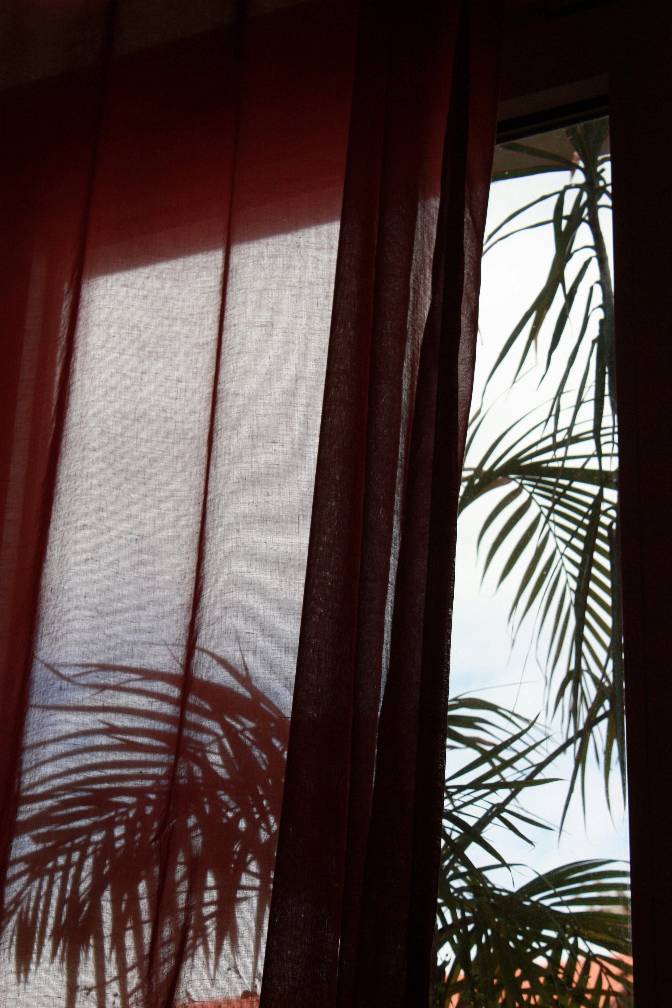 Curtains and Sunlit Palm Veil through a Balcony Window