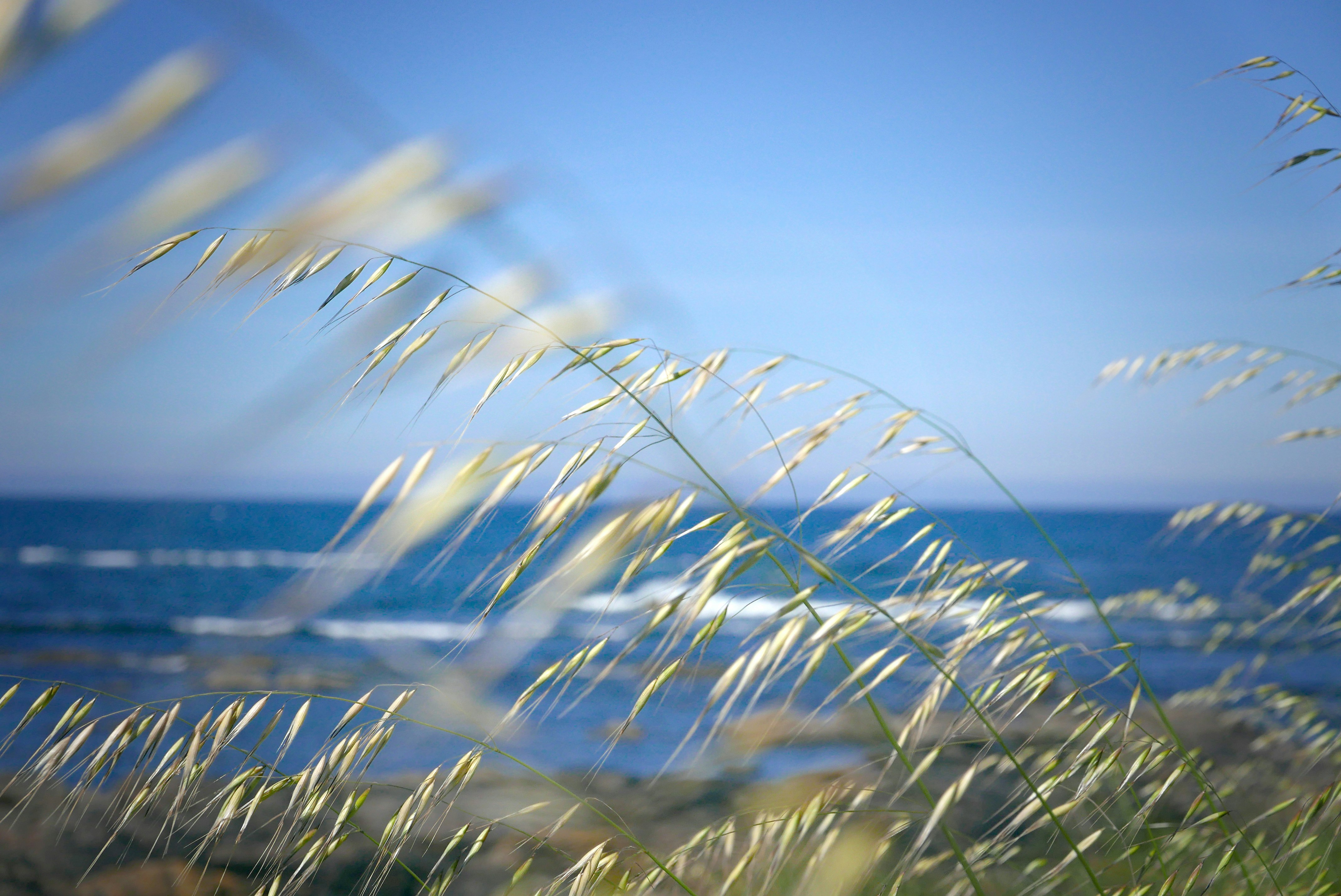Sea Breeze Through Golden Grass by the Shore