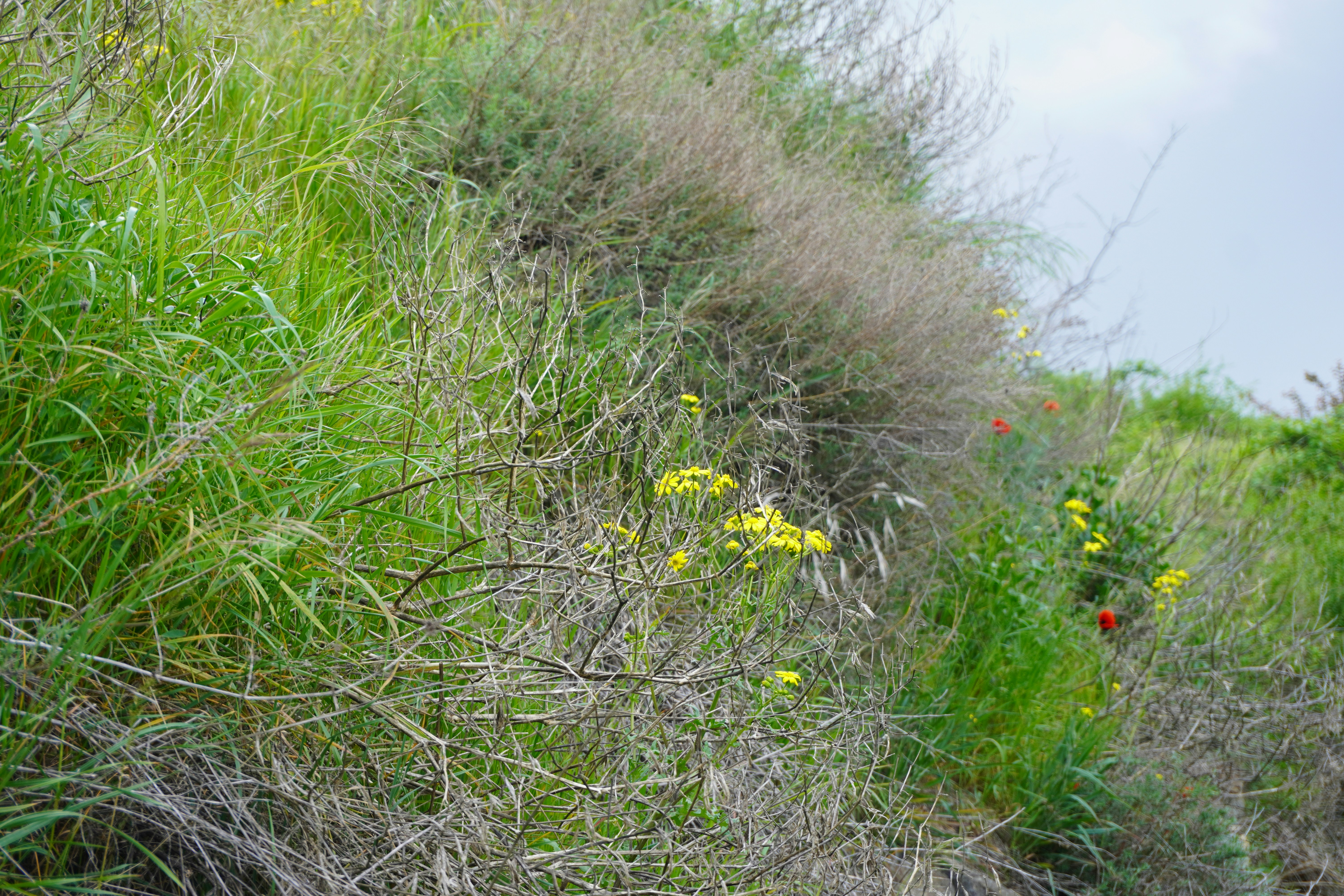 Wildflower Edge: A Quiet Slope of Shrub and Bloom
