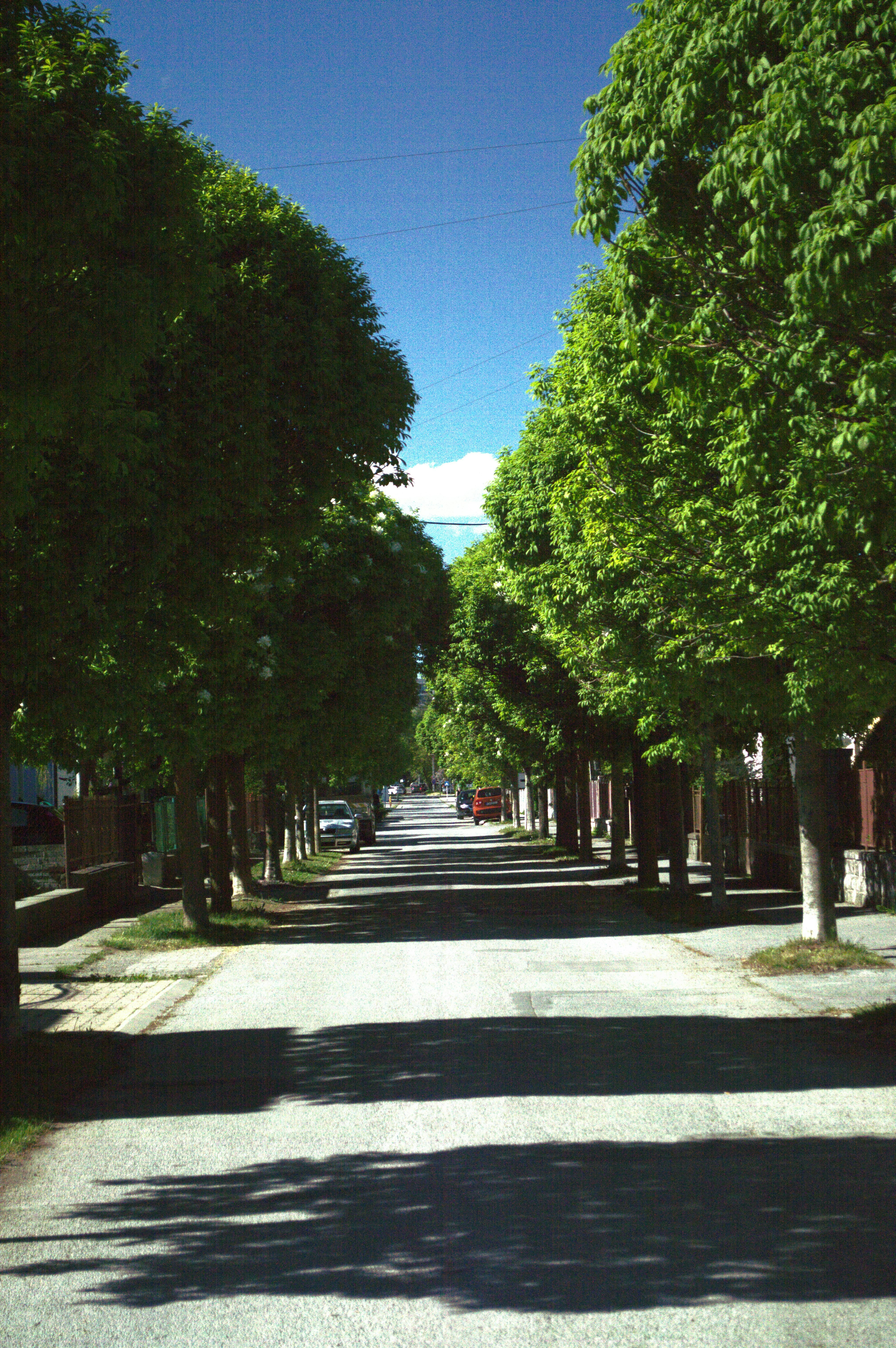 Tree Lined Street Pictures | Download Free Images on Unsplash
