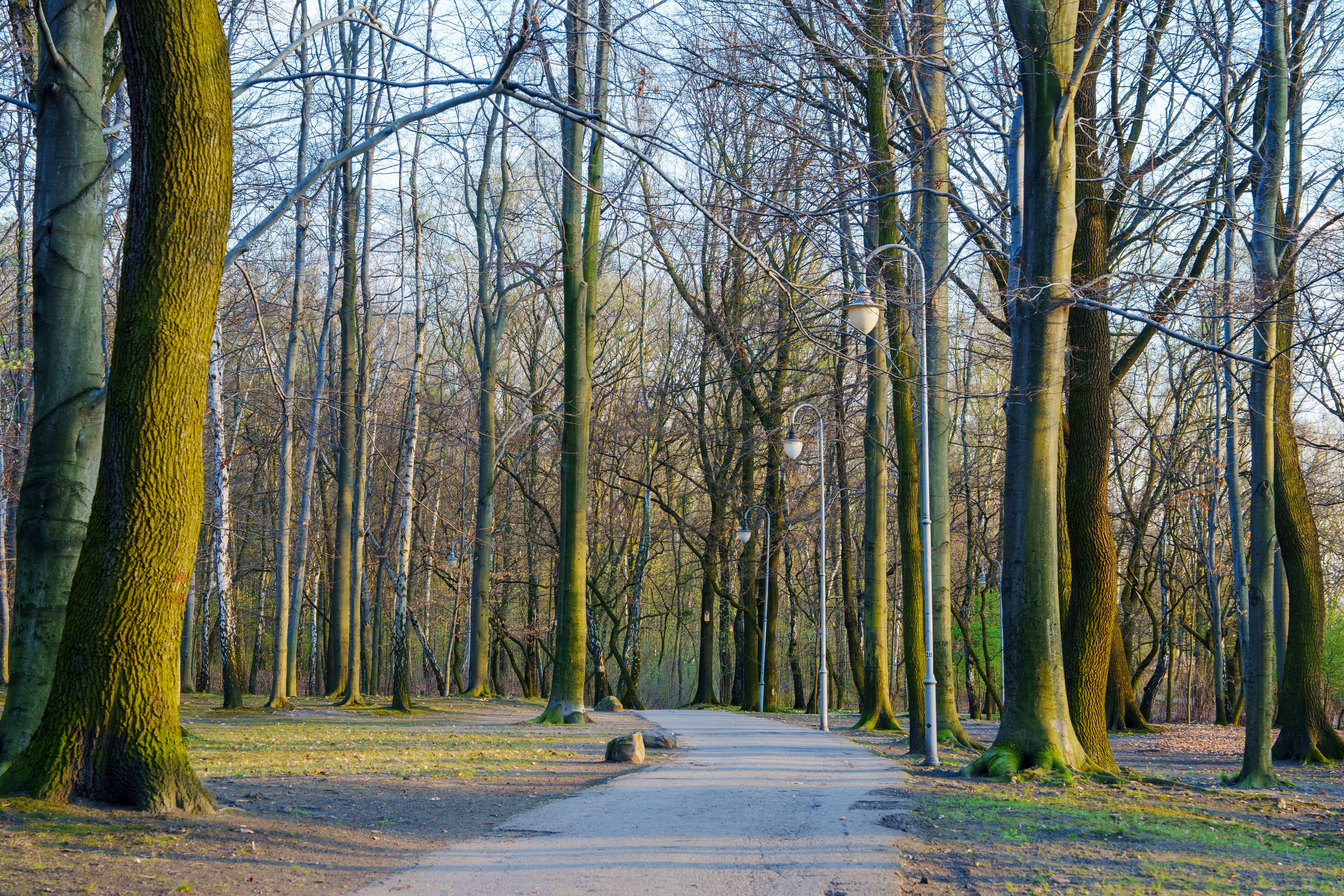 A Serene Boulevard: Tree-lined Path Guides the Golden Hour