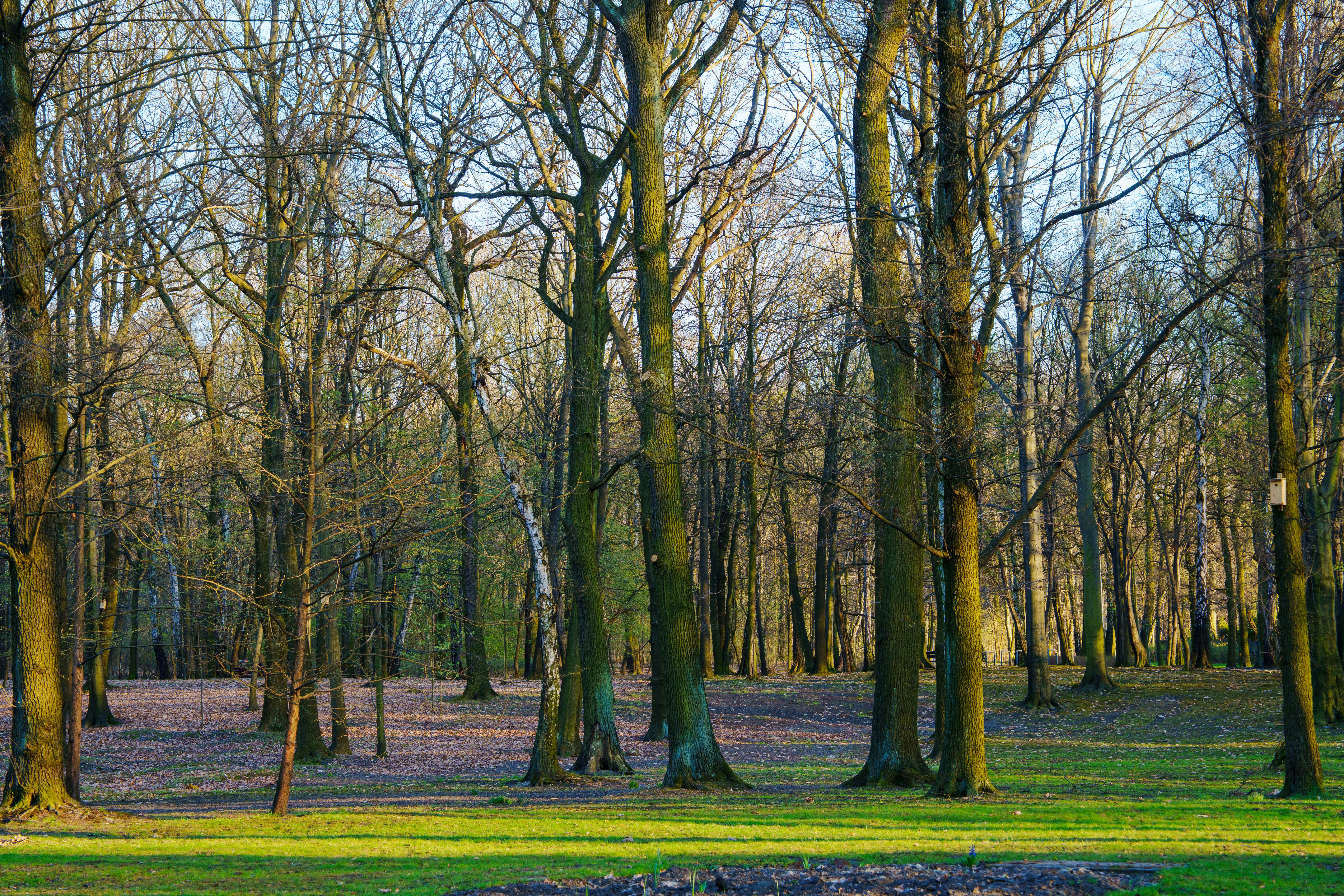 Sunlit Tree Line in a Quiet Park Forest