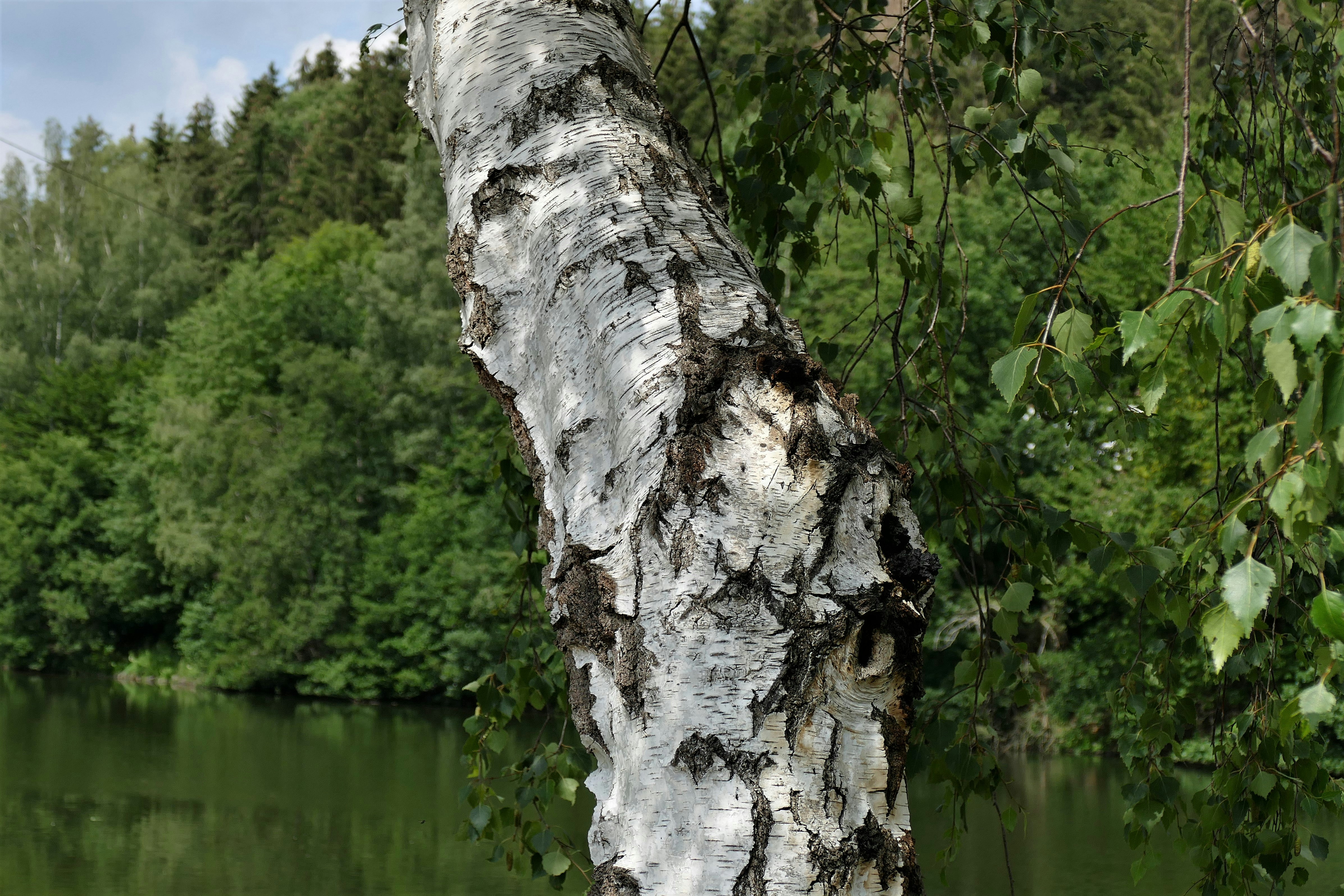 Birch Spine in a Quiet Lakeside Glade