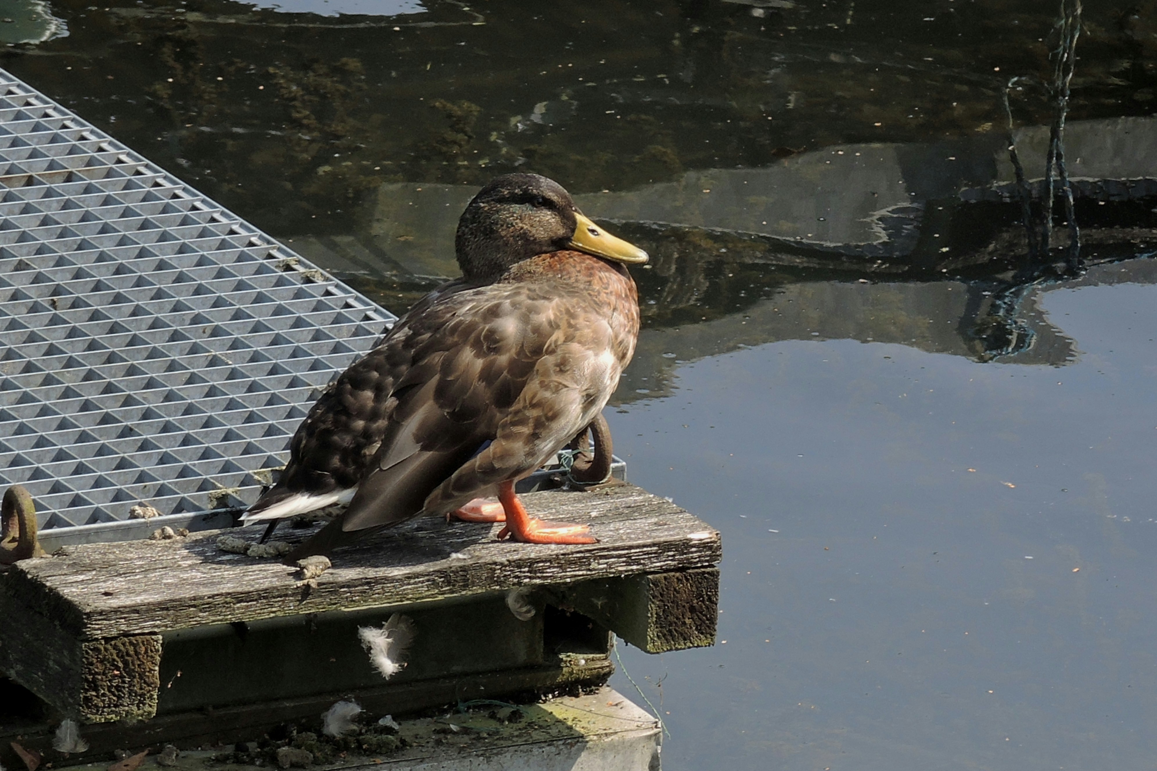 Sitting Mallard at the Edge: sunlight, ripples, and weathered dock