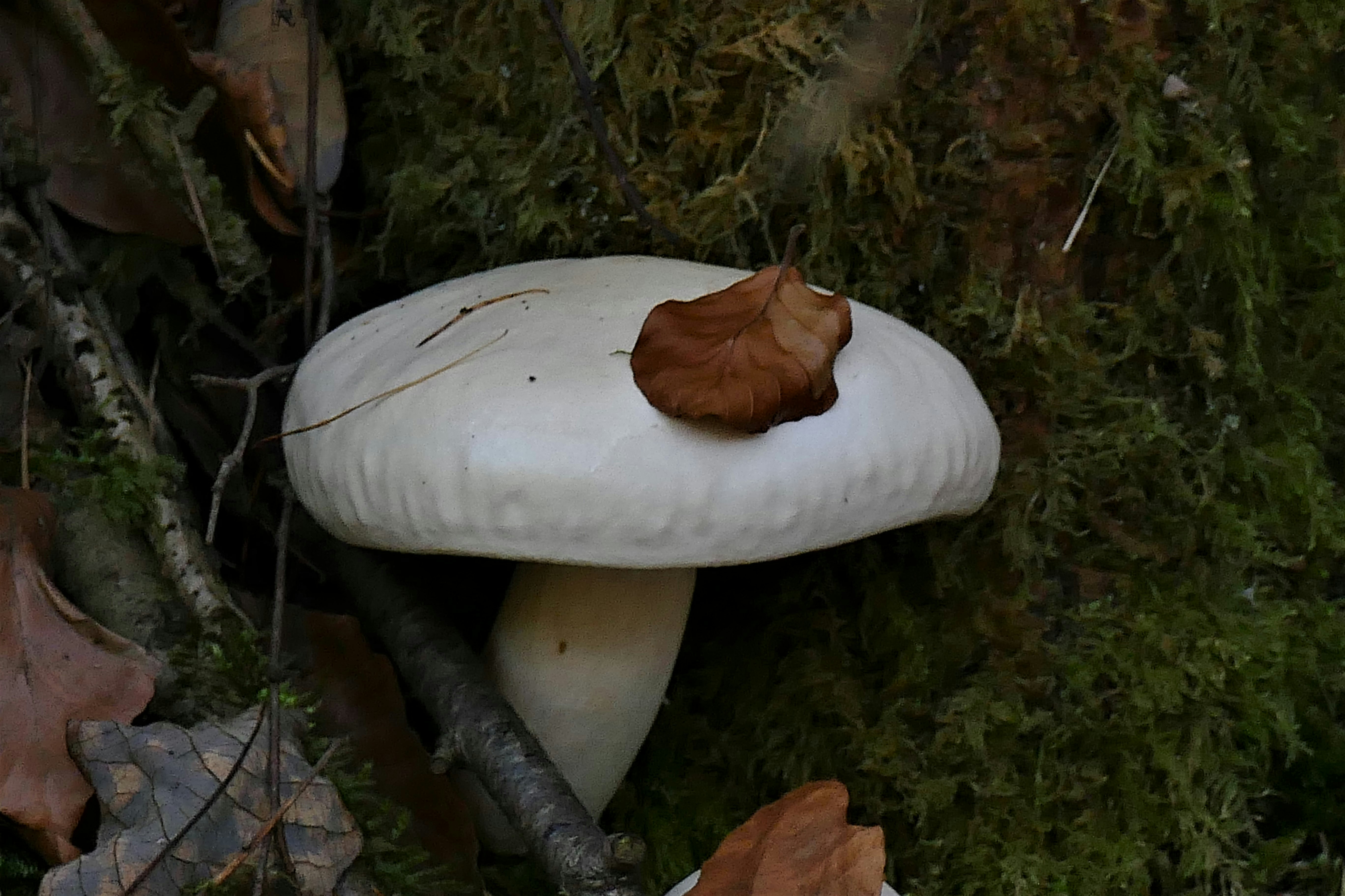 White Mushroom Sentinel Among Moss and Leaves