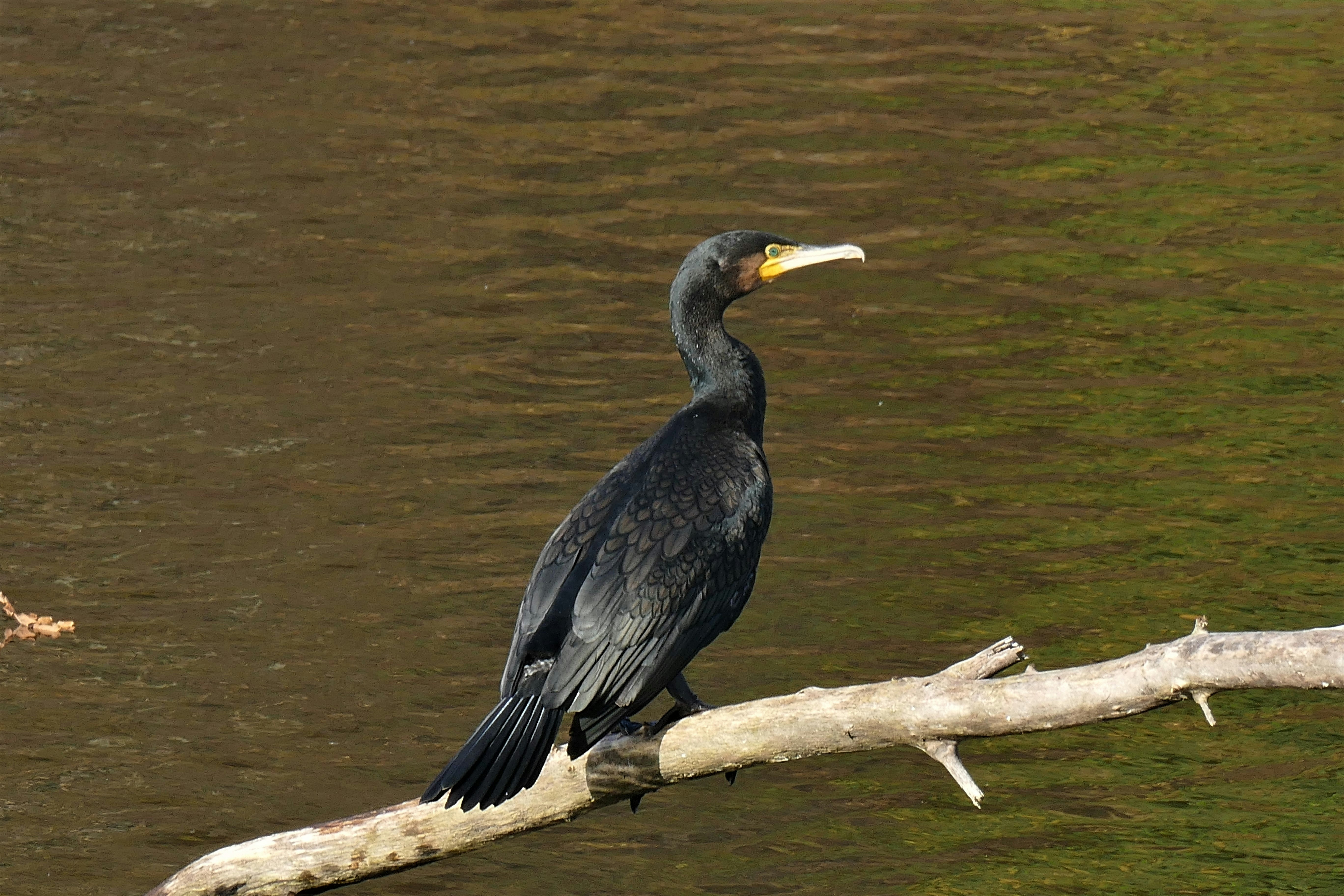 Cormorant on a sunlit log: poised by a quiet riverbank