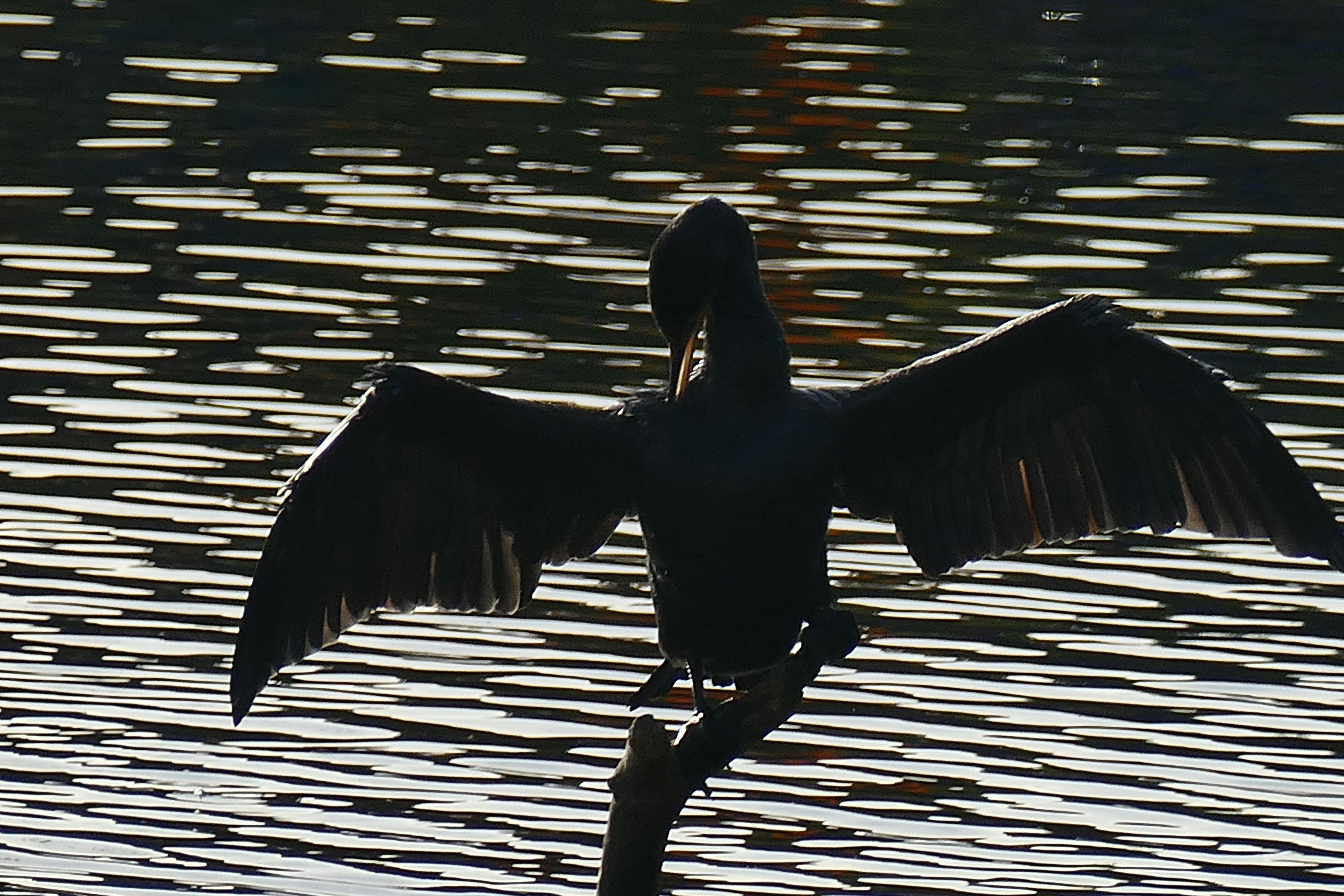 Mid-air Spread: A Heron-like silhouette perches with wings outstretched against rippling water