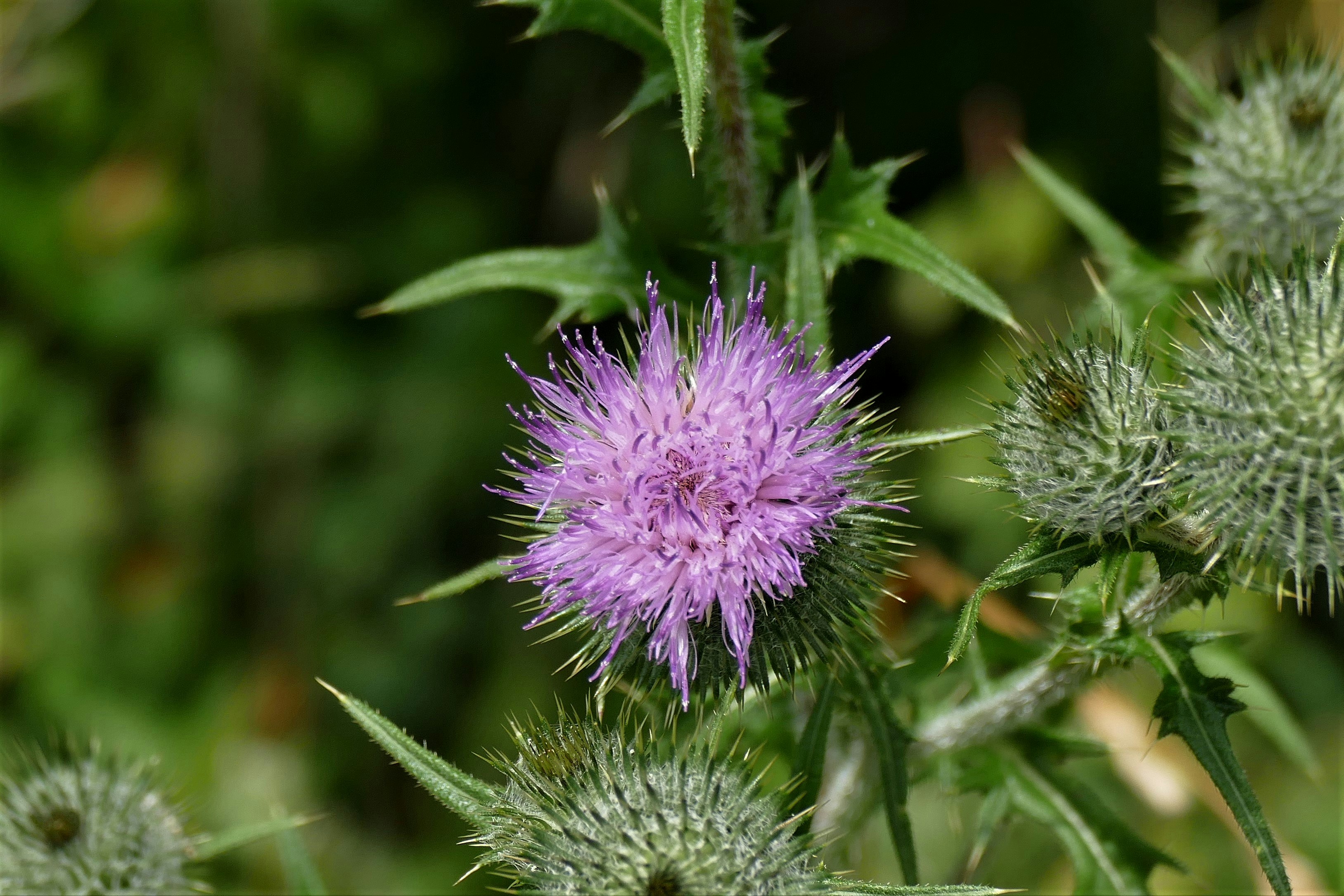 Vivid Purple Thistle Amid Green Crown