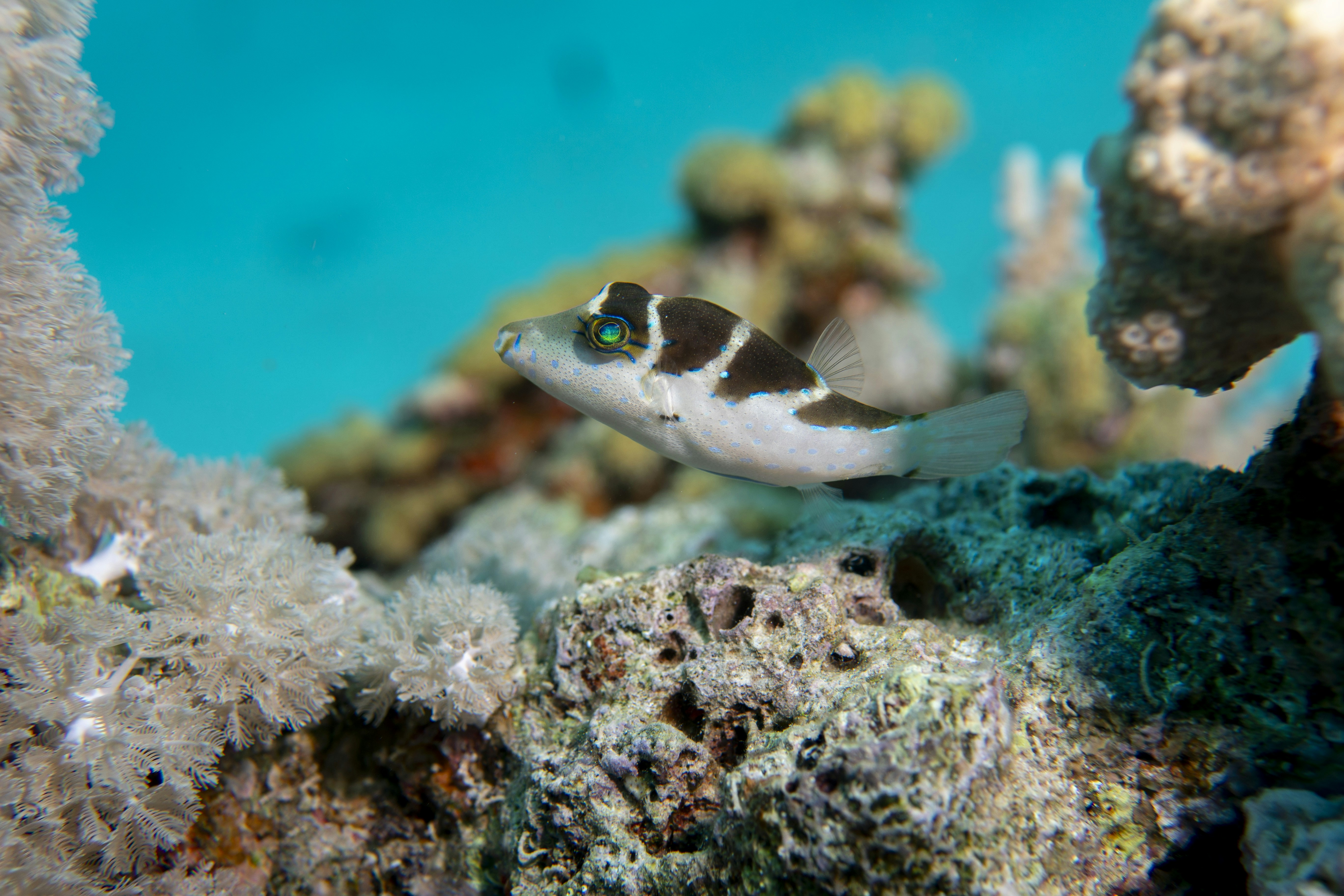 Eye on the Reef: A Blenny Amid Coral Carvings