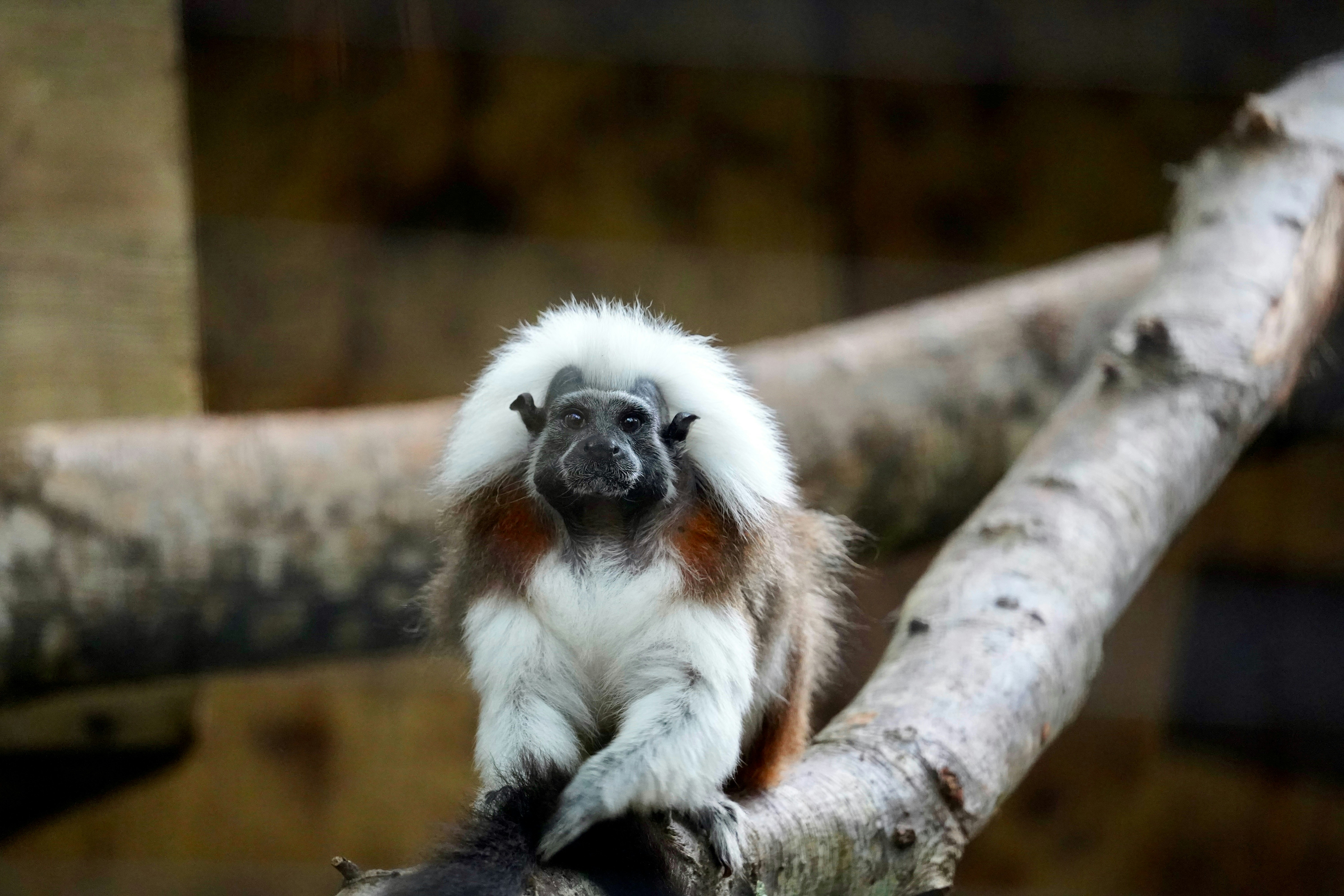Curious Monk on a Log: A Little Guardian of the Branch