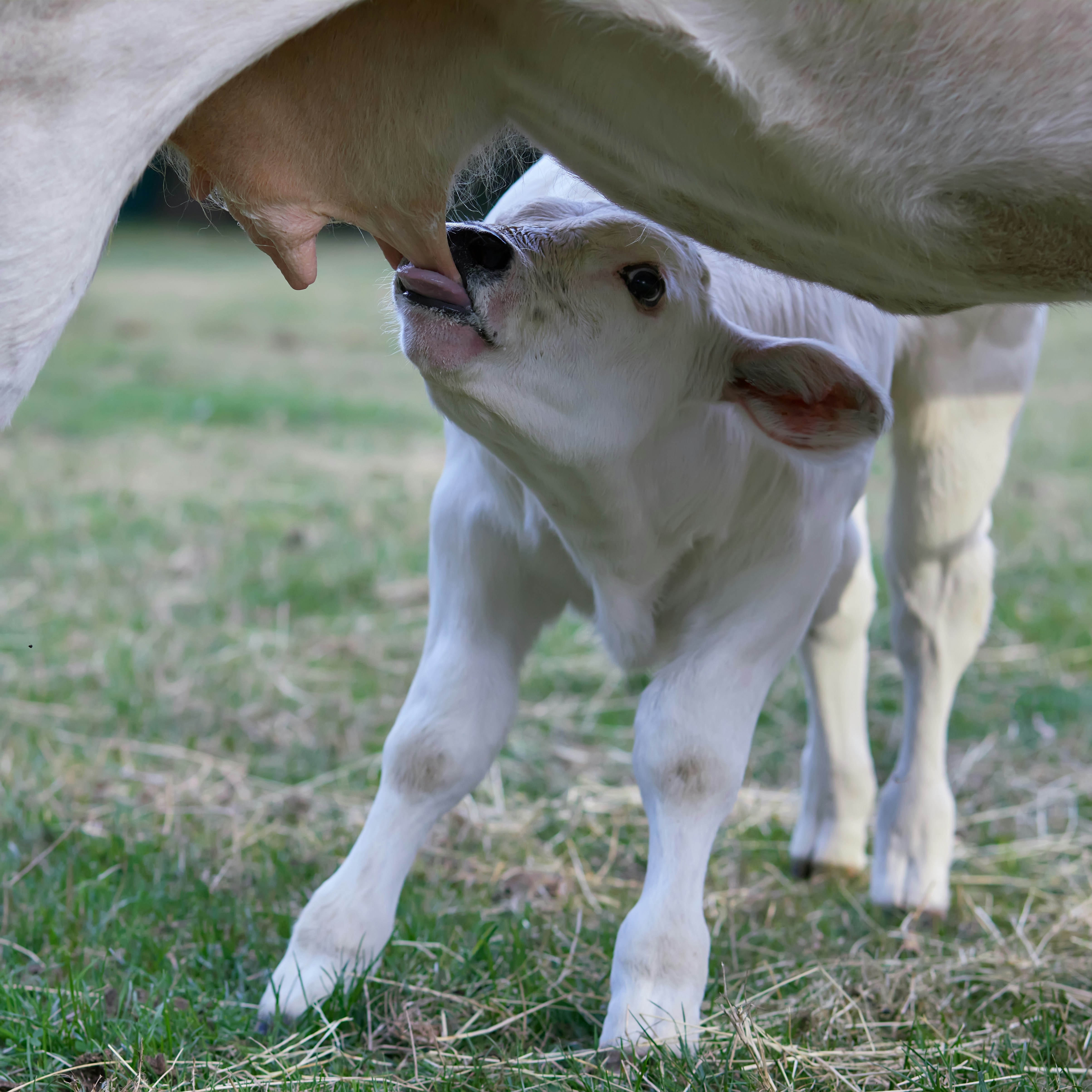 Curious Calf Under the Mammae: A Gentle Nursing Moment