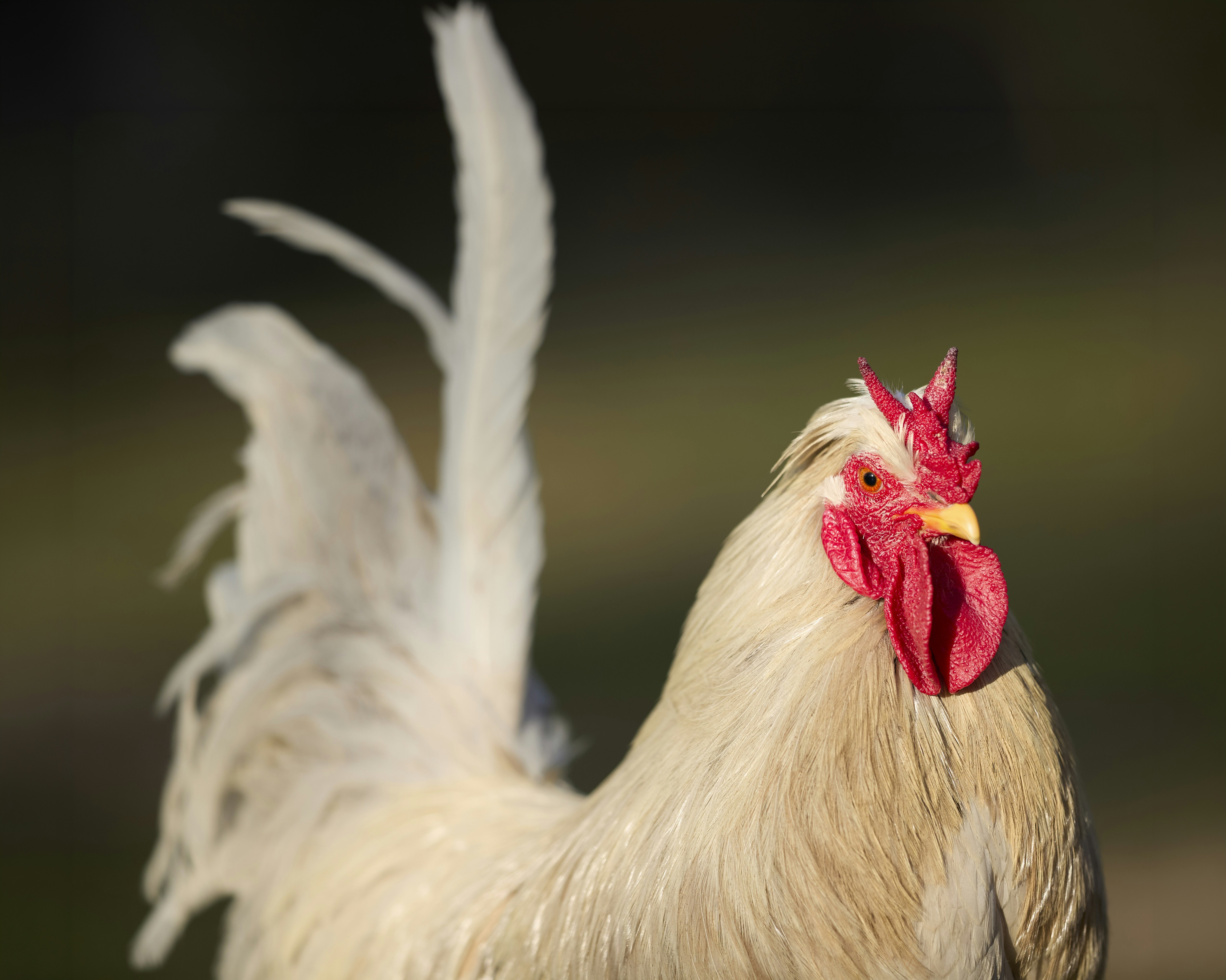 Copper Comb and Crest: A Rooster’s Alert Portrait