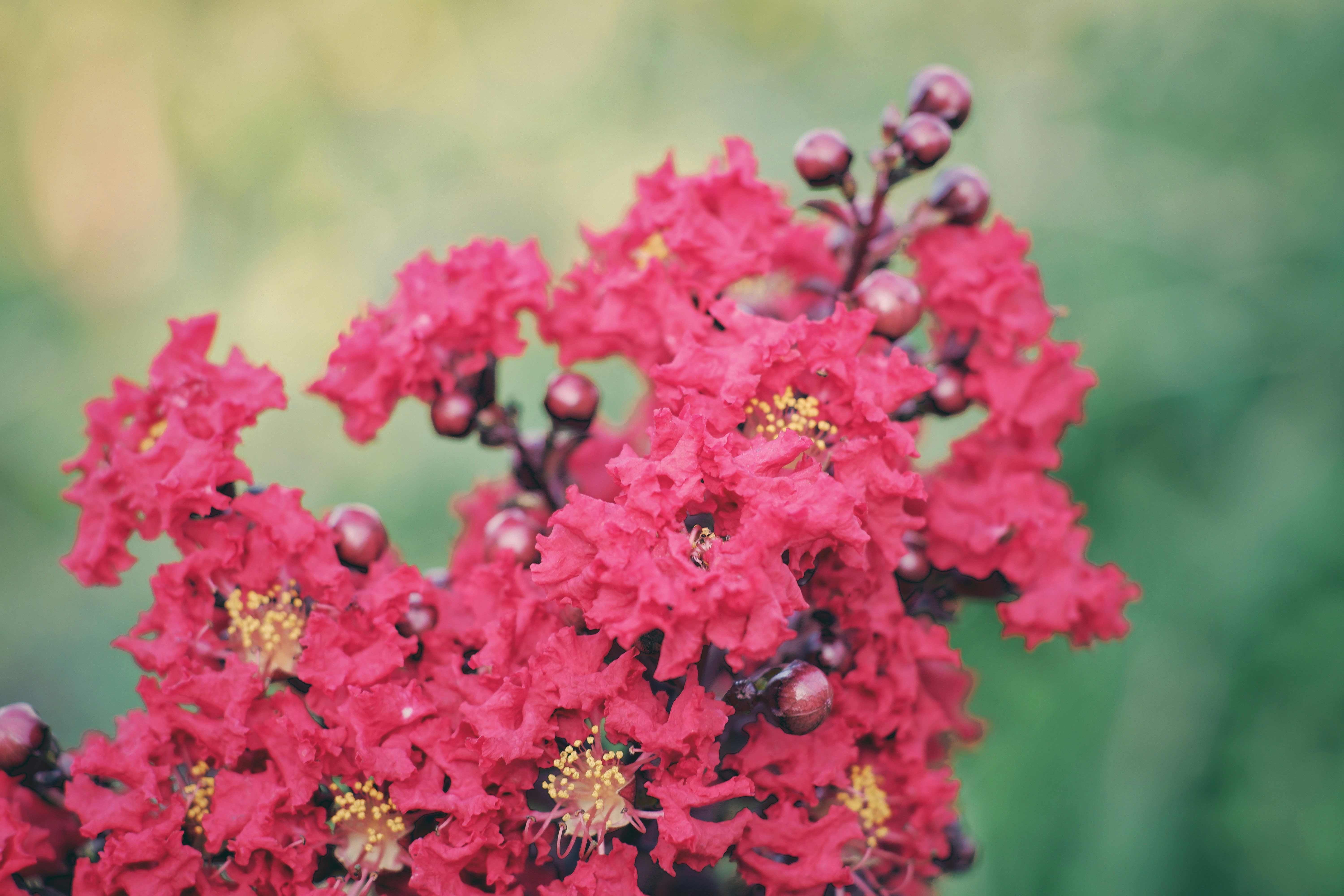 Crimson Lip Clusters: A Burst of Petal Texture