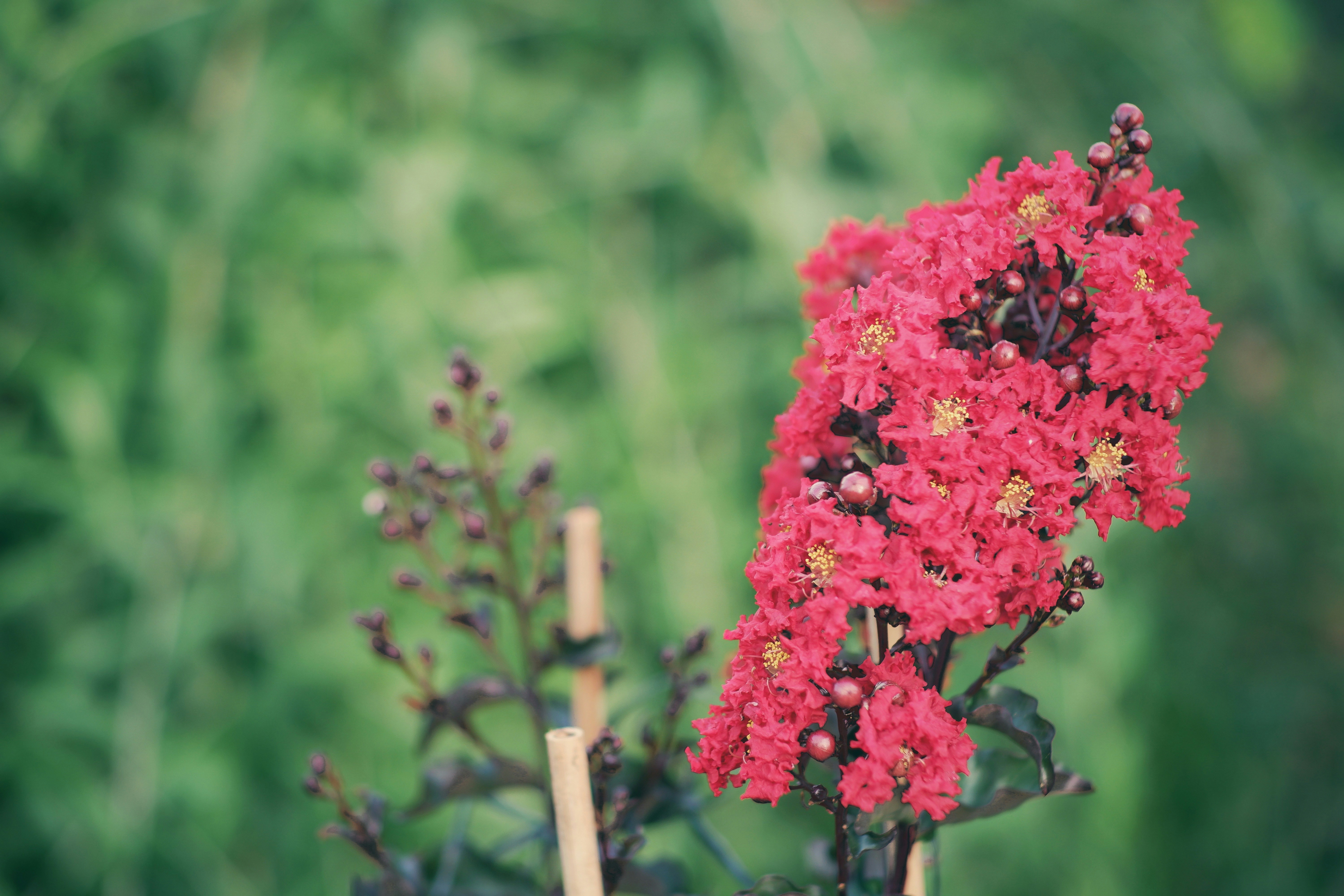 Crimson Bloom Cluster in a Gentle Green Backdrop
