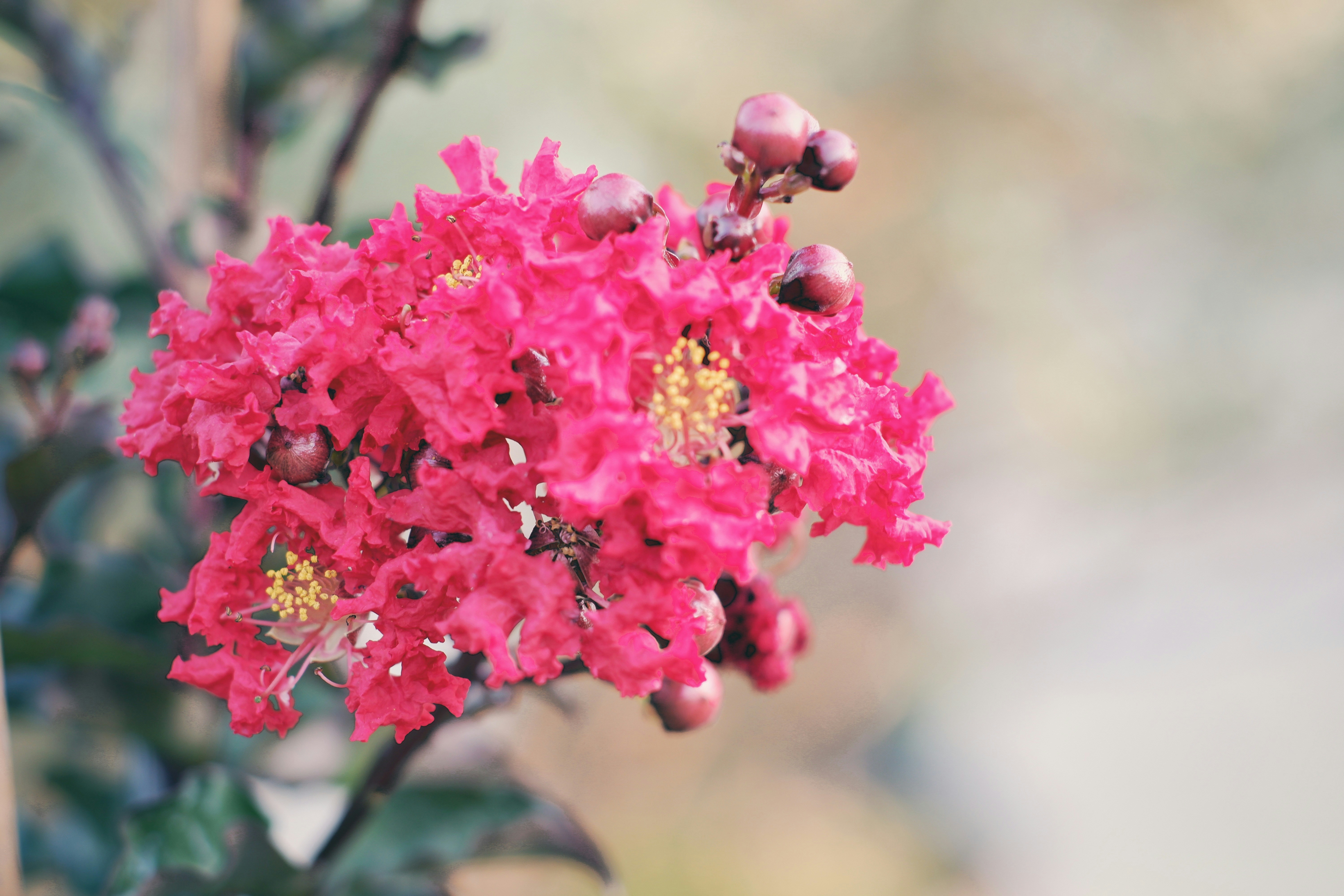Crimson Blossom Cluster in Soft Focus