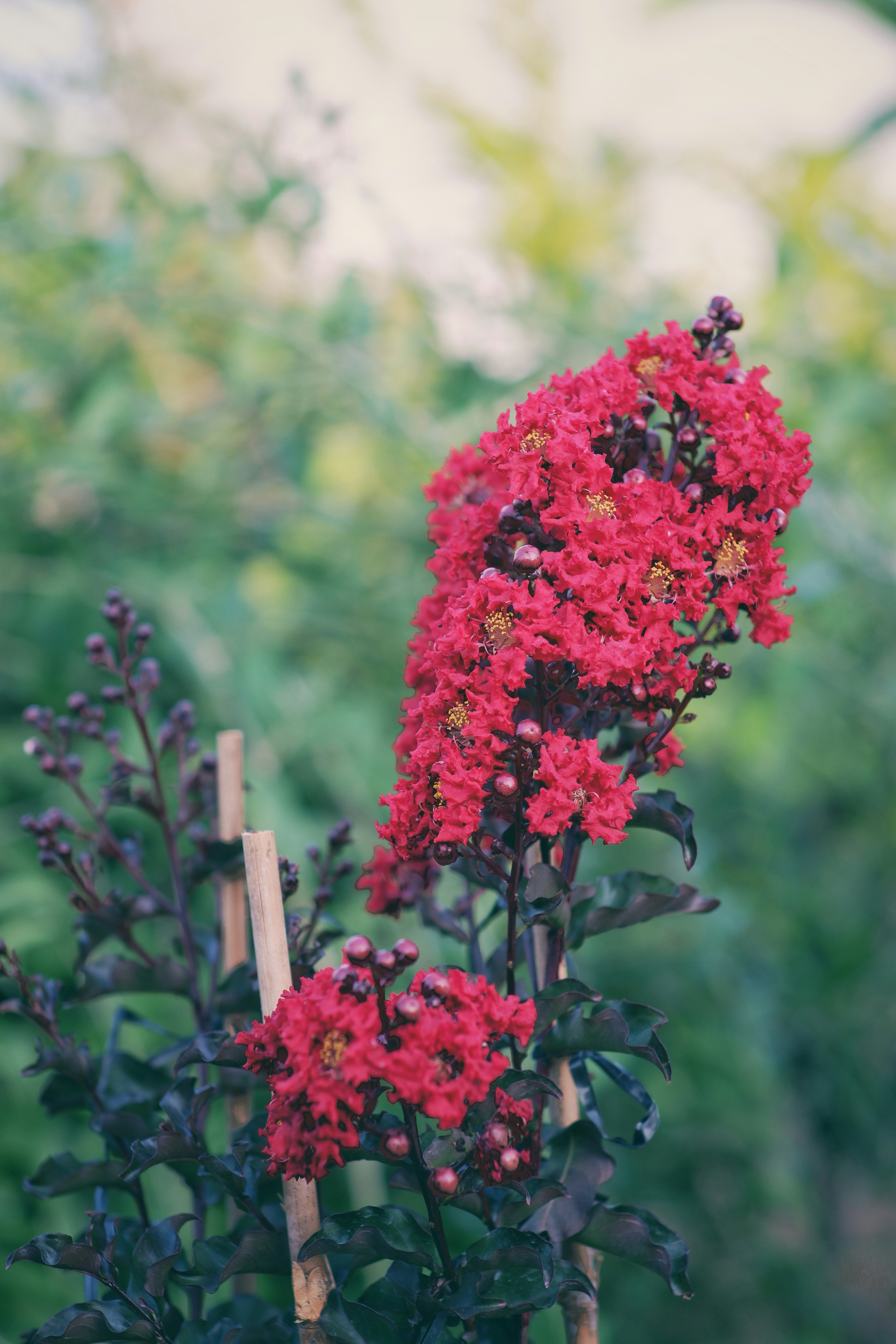 Scarlet Blooms Against a Soft Verdant Backdrop