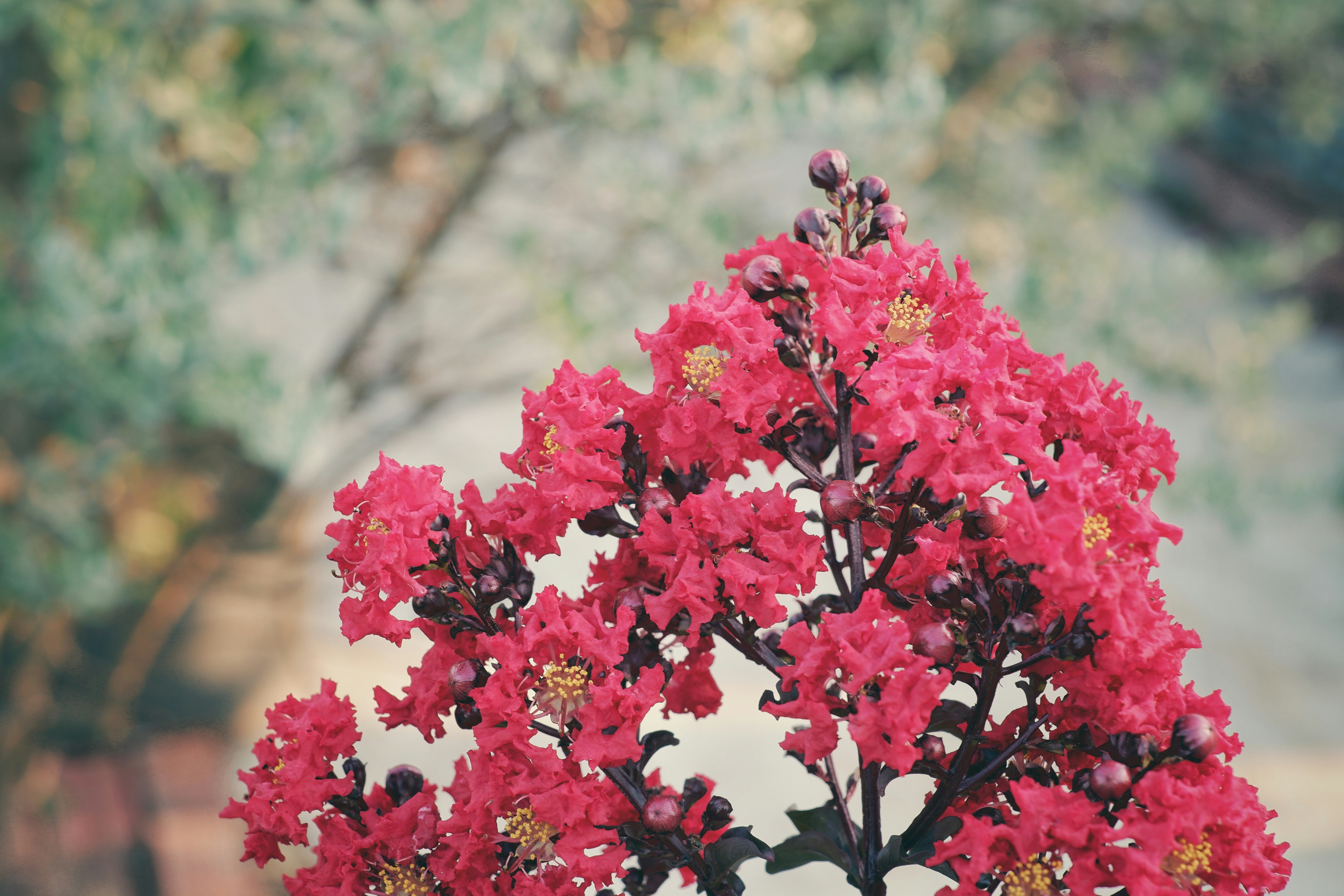Crimson Cluster in Soft Focus