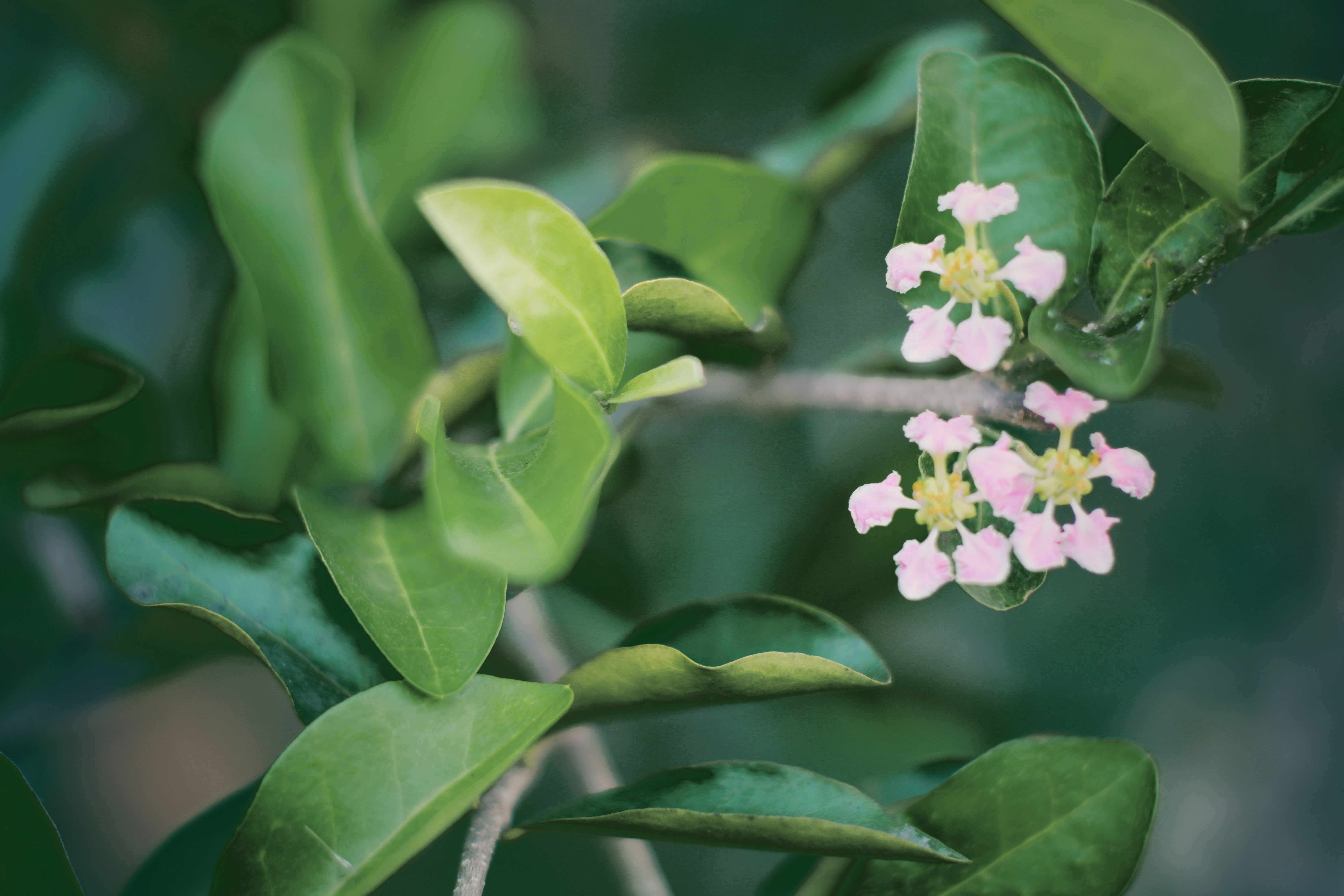 Blossoms on the Edge: Pale Pink Clusters Amid Glossy Green Leaves